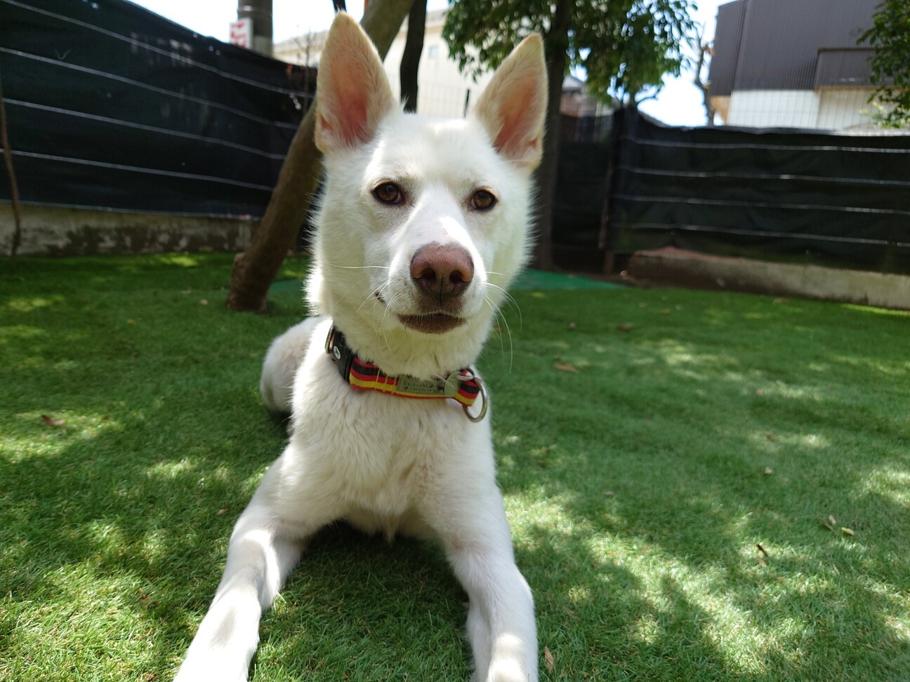 「若くてきれいな男の子」神奈川県 - 犬の里親募集(454187) :: ペットのおうち【里親決定25万頭！】