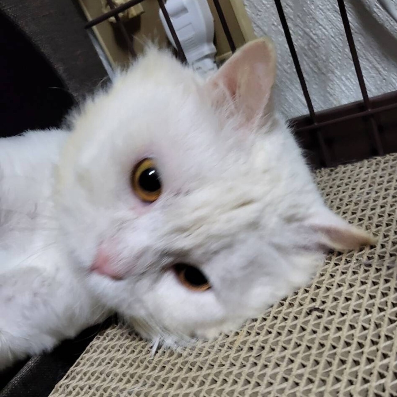 「おもちゃ大好き☆甘えん坊の大福」東京都 - 猫の里親募集(455884) :: ペットのおうち【里親決定29万頭！】