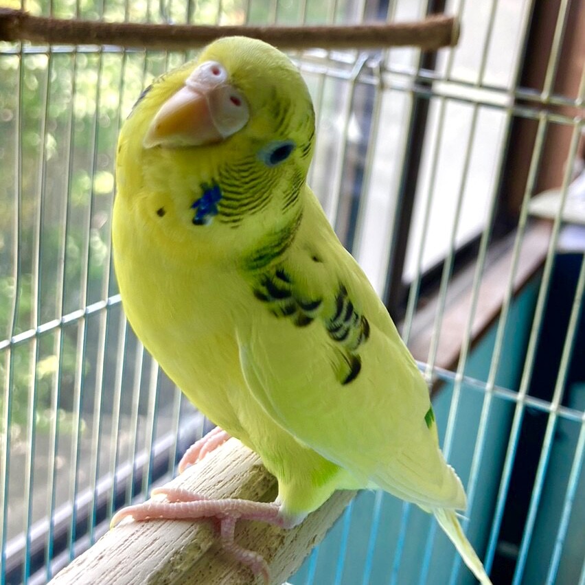 「犬猫、鳥、小動物まで！W...」（ﾜｰﾙﾄﾞ・ﾗﾌﾞ・ﾊｰﾄのイベント #18939） :: ペットのおうち【里親決定25万頭！】