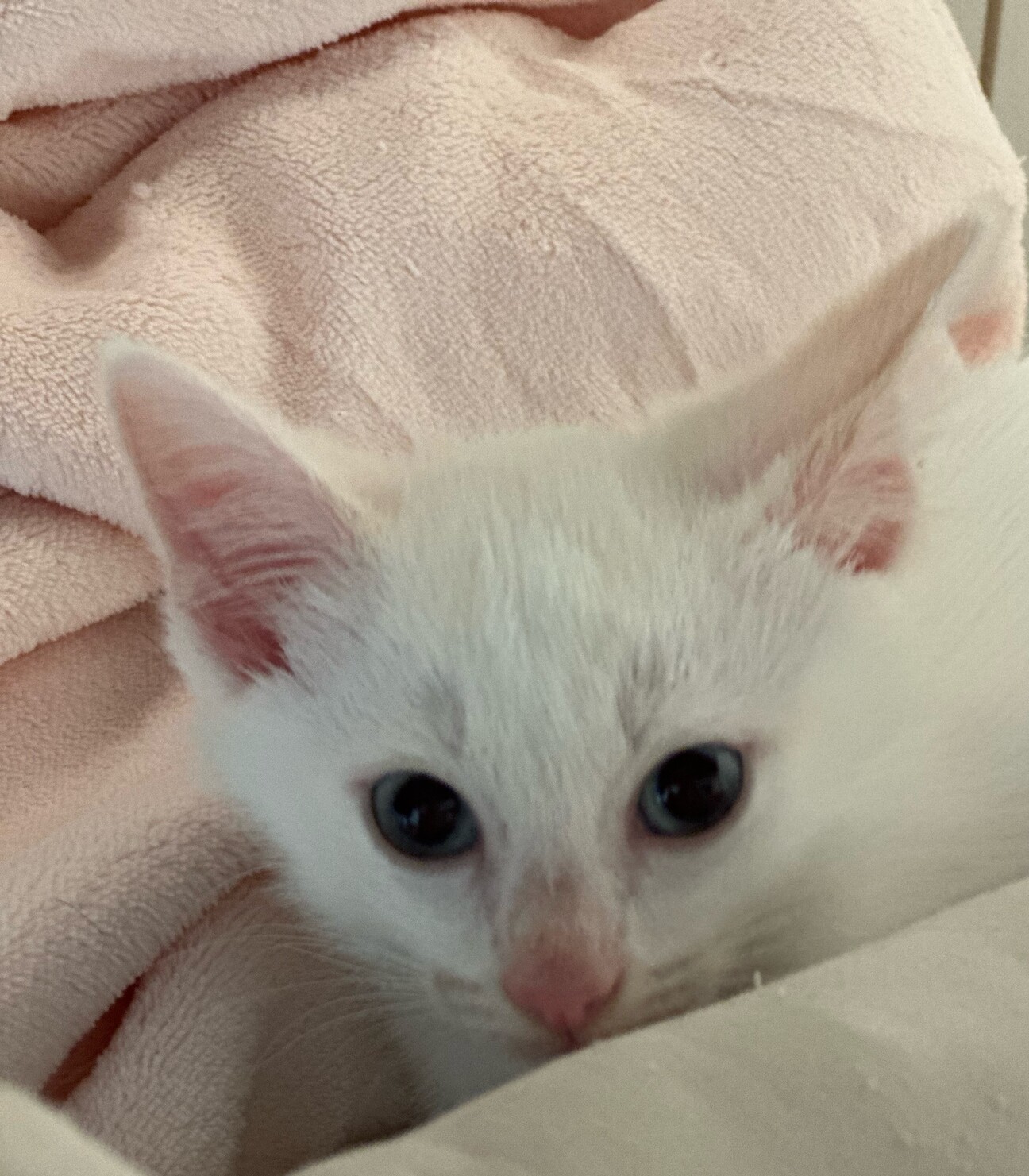 「クルミちゃんのお兄ちゃん...」沖縄県 - 猫の里親募集(460159) :: ペットのおうち【里親決定28万頭！】