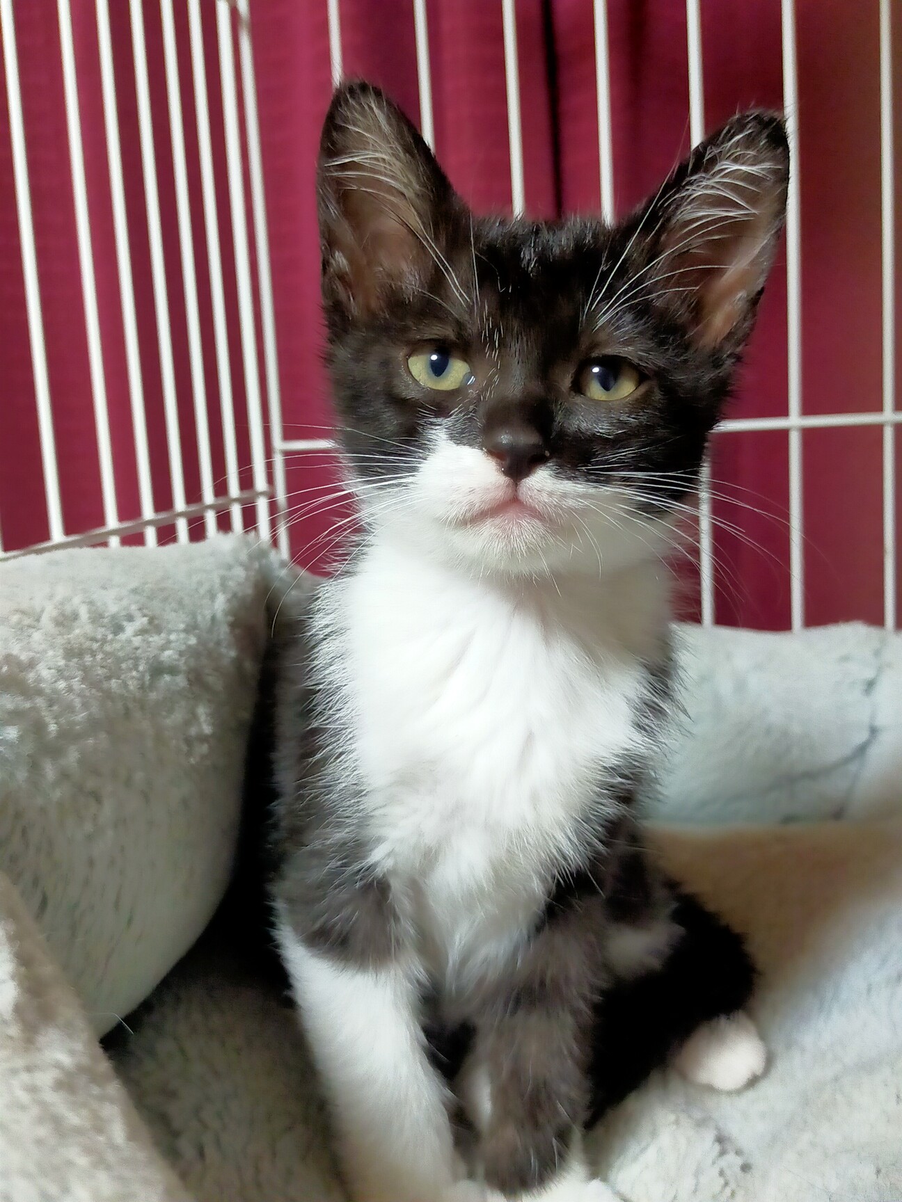 「個性的な柄のマスクにゃん...」大分県 - 猫の里親募集(460744) :: ペットのおうち【里親決定25万頭！】