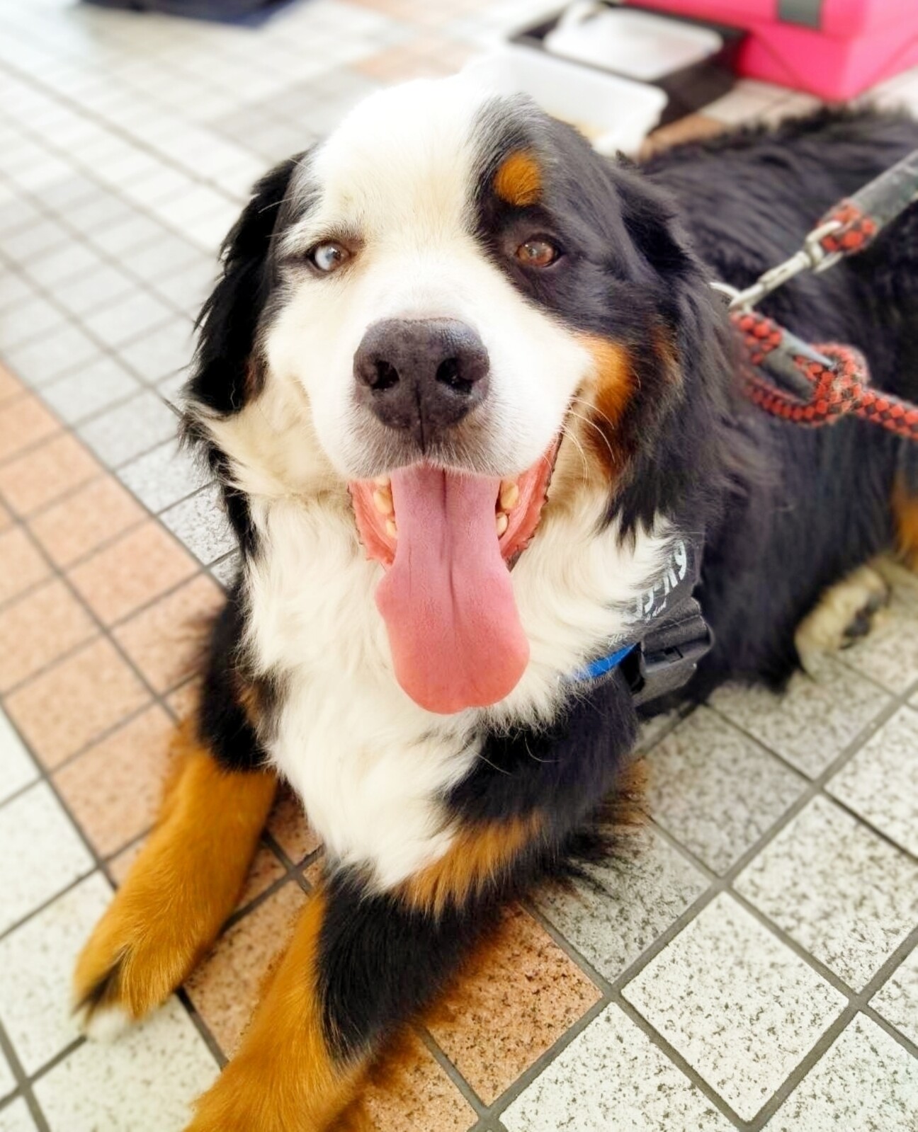 高齢者歓迎】おりこうさ...」京都府 - 犬の里親募集(460610) :: ペットのおうち【里親決定25万頭！】