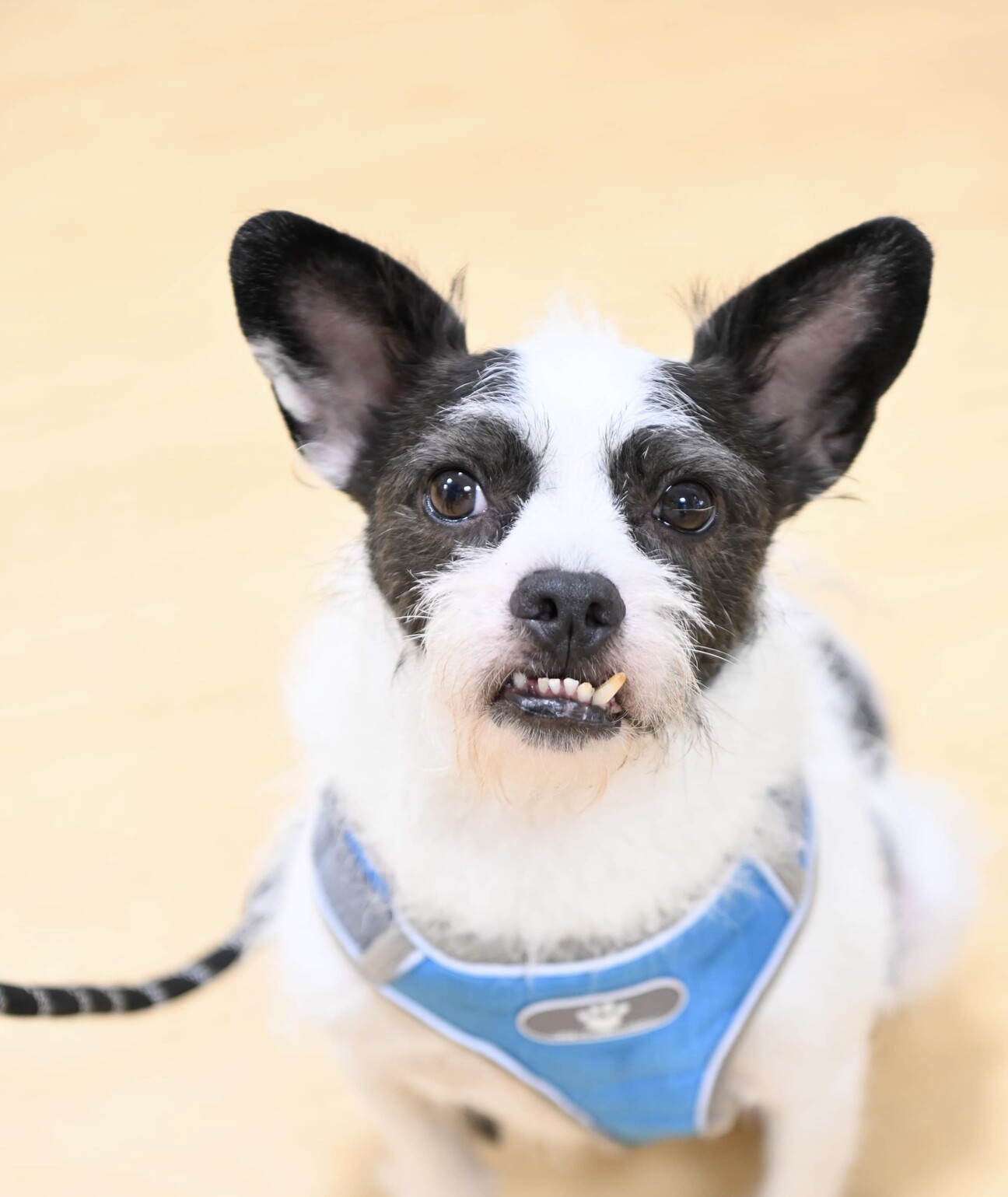 「フレプー(フレブル×トイ...」愛知県 - 犬の里親募集(455595) :: ペットのおうち【里親決定25万頭！】