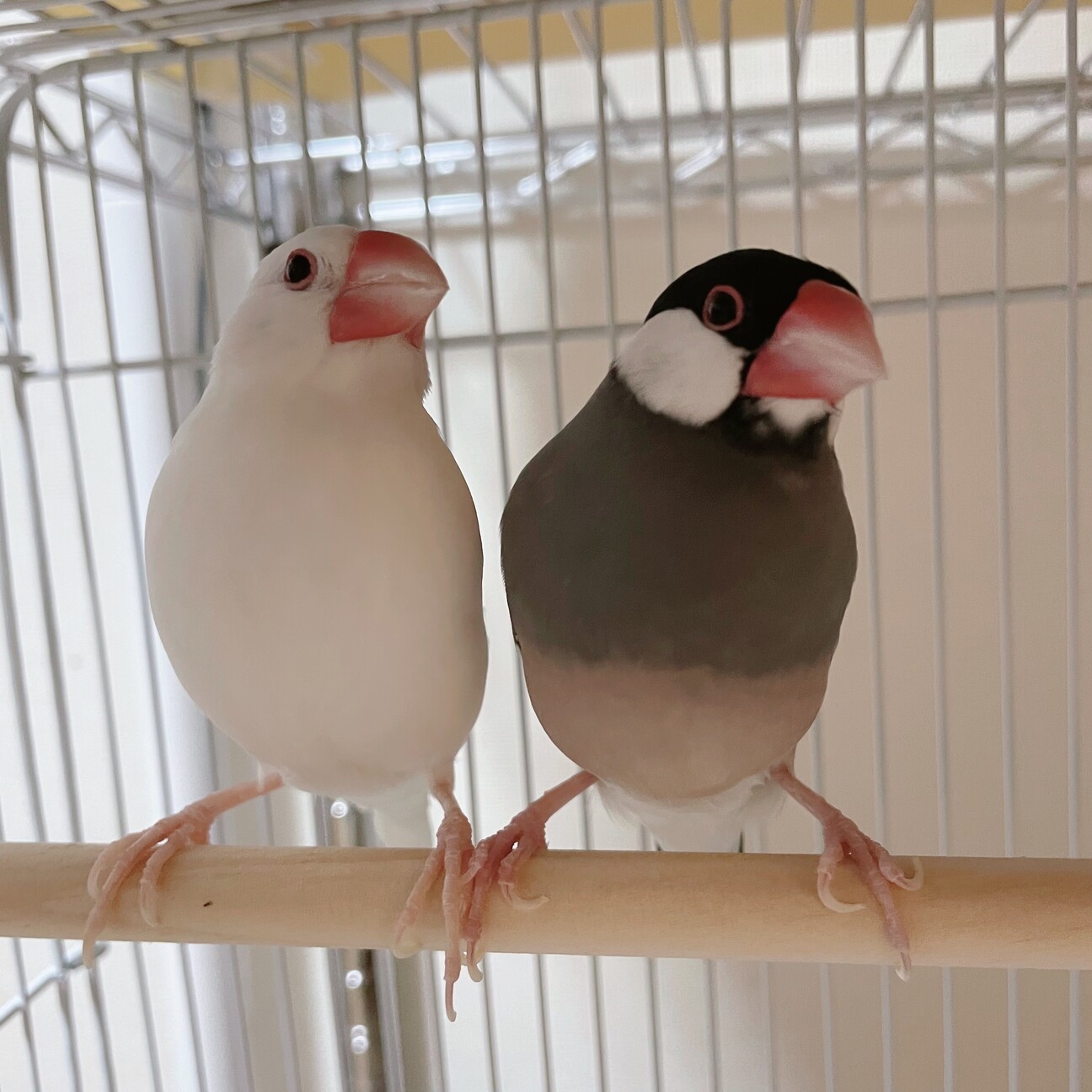 「文鳥 2羽 1歳」大阪府 - 鳥の里親募集(460934) :: ペットのおうち【里親決定28万頭！】