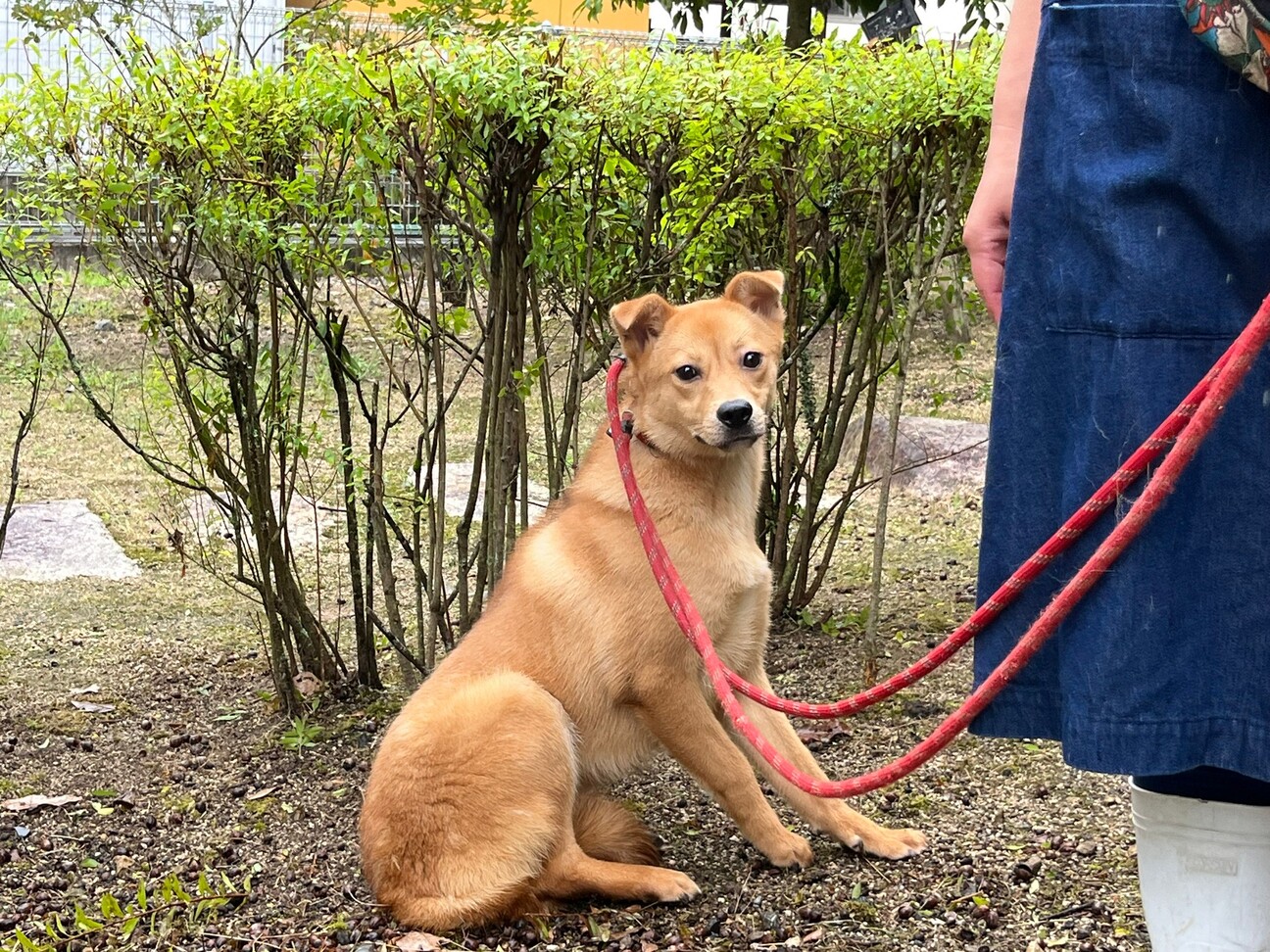 「ちょっと怖がりなつむぎちゃん」岡山県 - 犬の里親募集(460208) :: ペットのおうち【里親決定29万頭！】