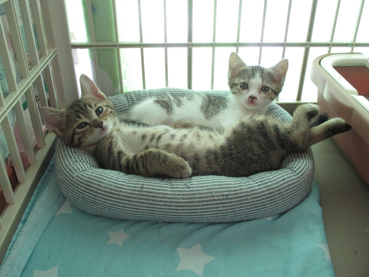 「可愛い兄妹の里親さま募集」静岡県 - 猫の里親募集(461114) :: ペットのおうち【里親決定25万頭！】