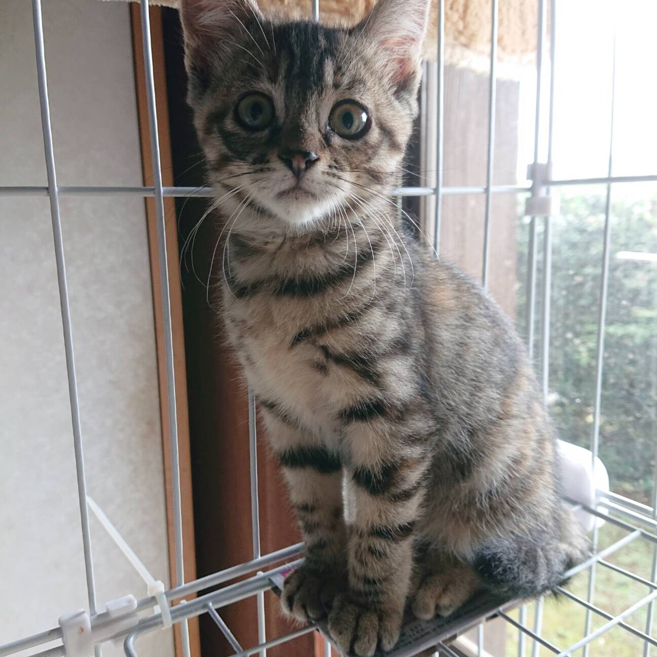 「みこ・活発な女の子」東京都 - 猫の里親募集(461276) :: ペットのおうち【里親決定25万頭！】