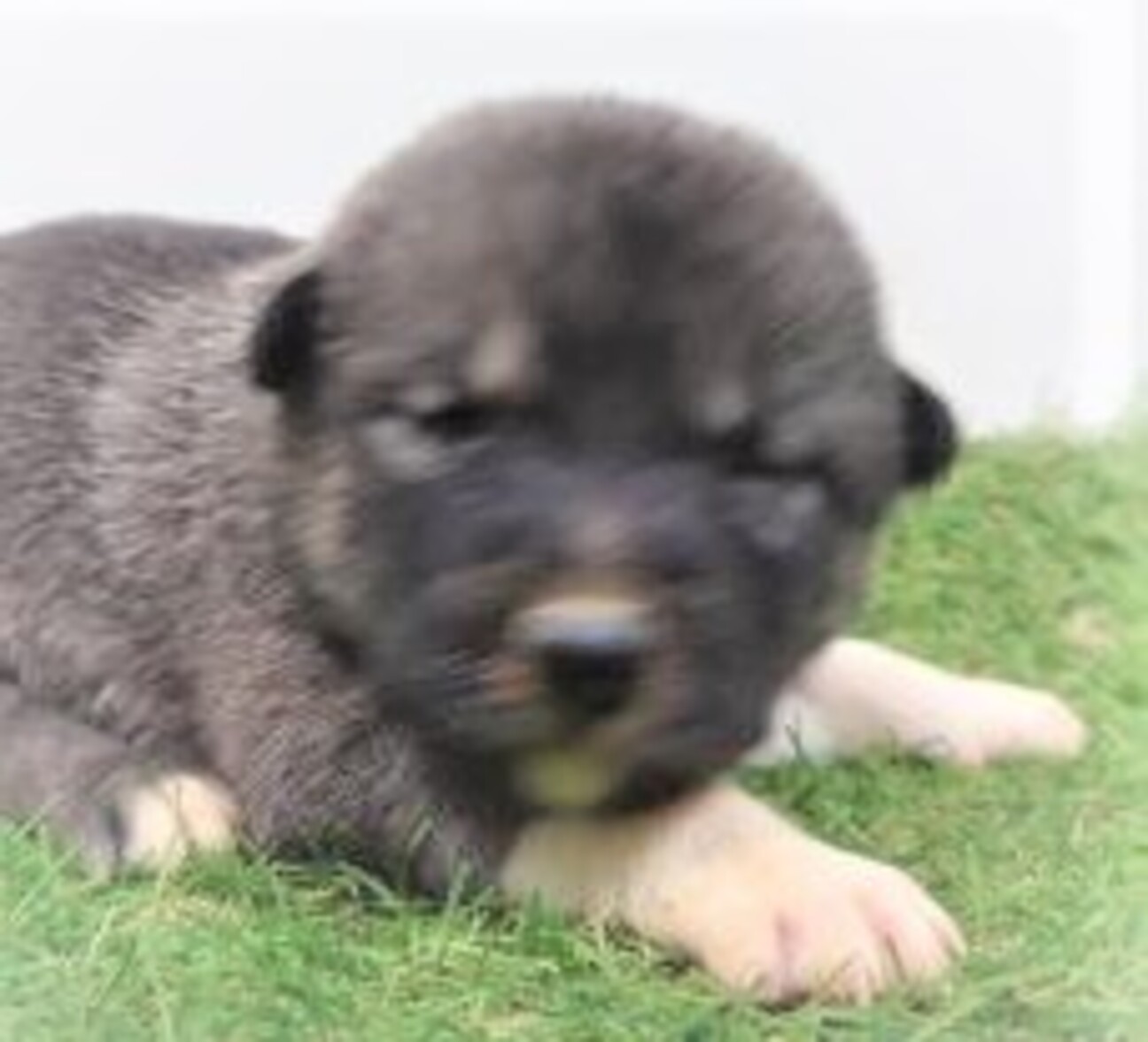 「5-3-091 可愛い子...」山口県 - 犬の里親募集(461428) :: ペットのおうち【里親決定25万頭！】