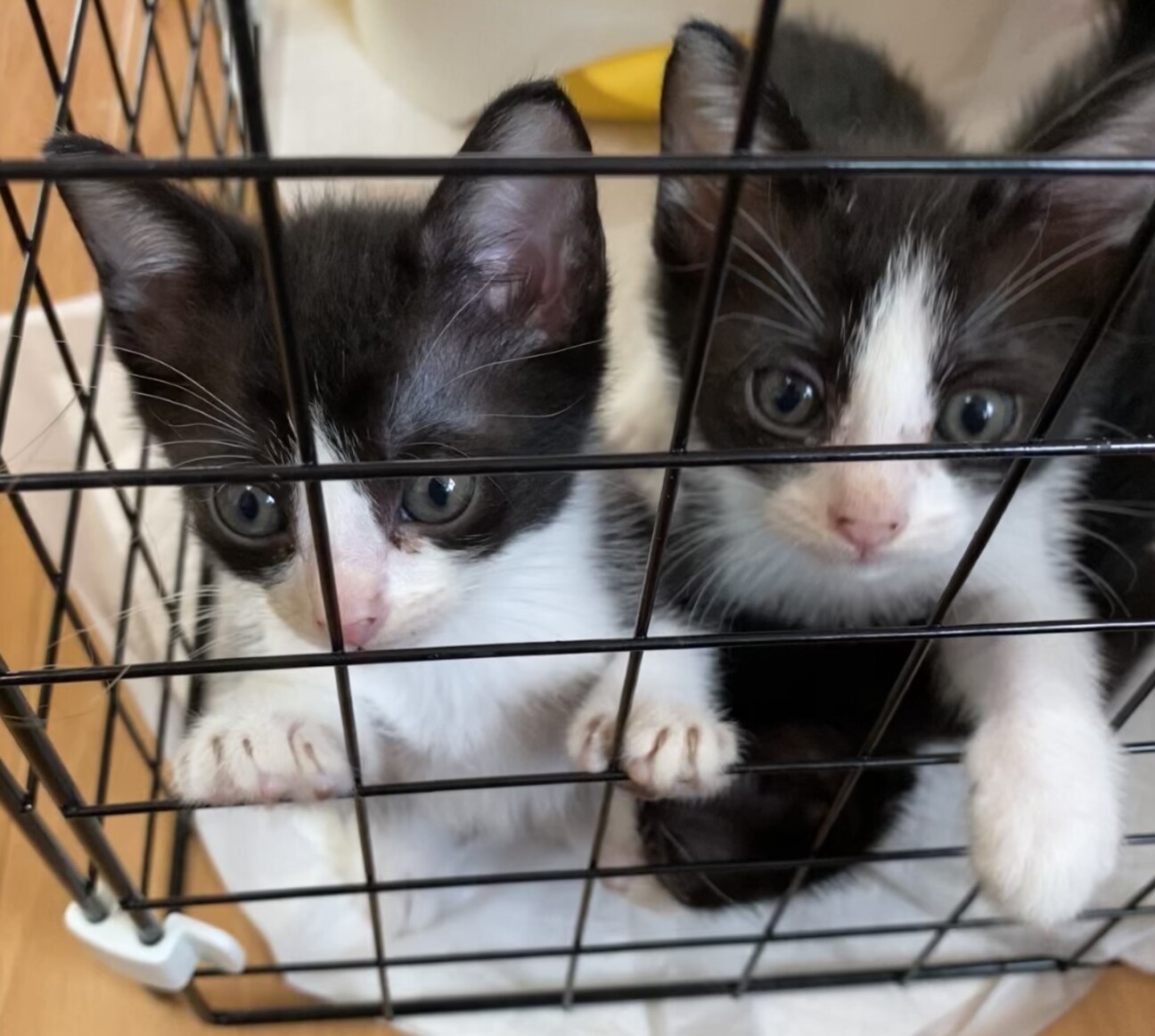 「4匹の仲良し兄妹猫です！」熊本県 - 猫の里親募集(462314) :: ペットのおうち【里親決定25万頭！】