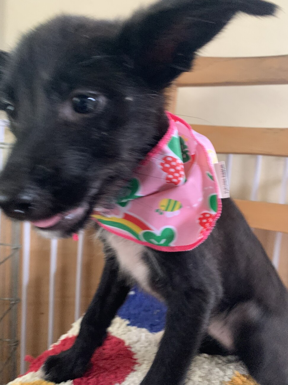 「真っ黒可愛い仔犬ちゃん」茨城県 - 犬の里親募集(460054) :: ペットのおうち【里親決定25万頭！】