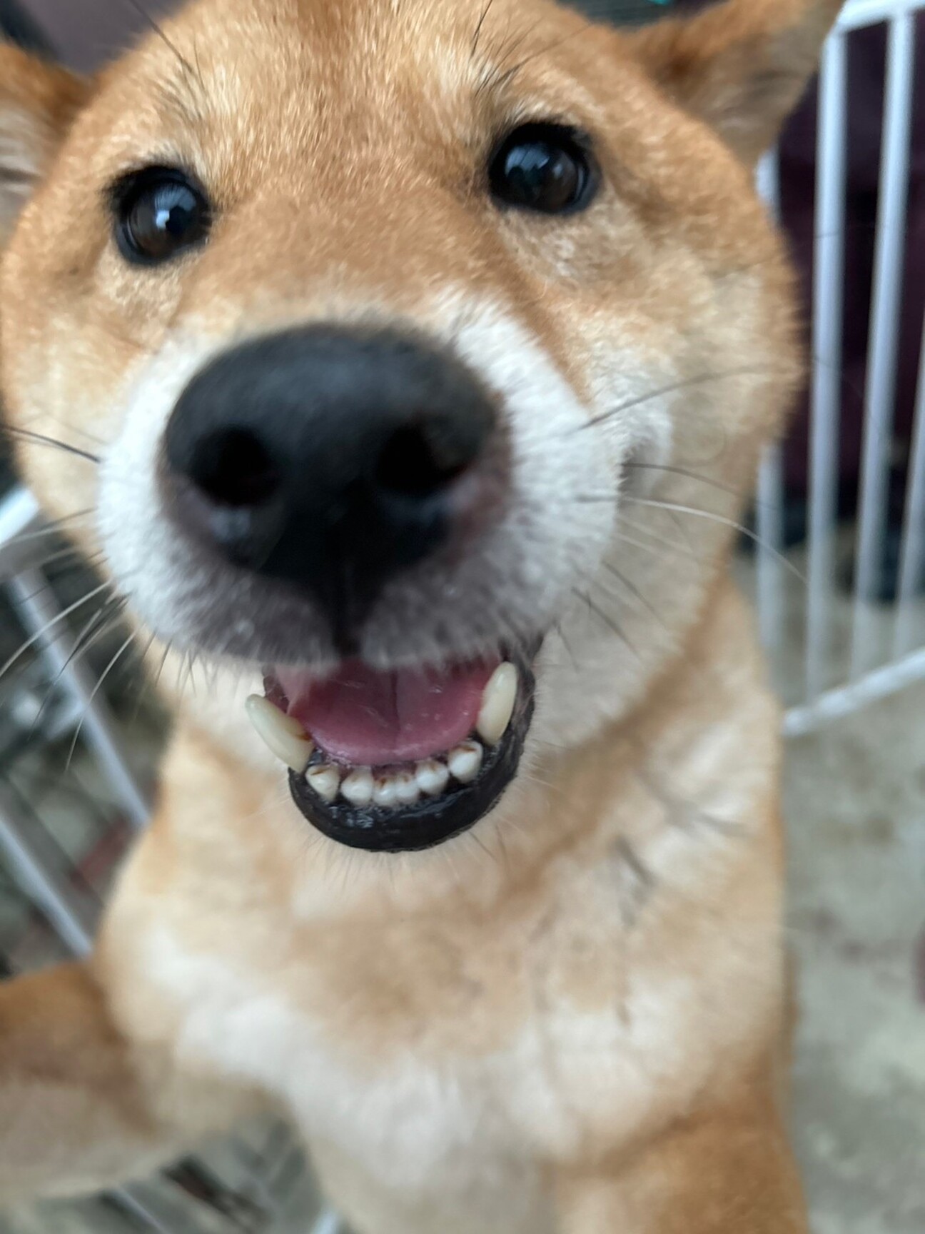 「柴犬ちゃん」奈良県 - 犬の里親募集(461856) :: ペットのおうち【里親決定25万頭！】