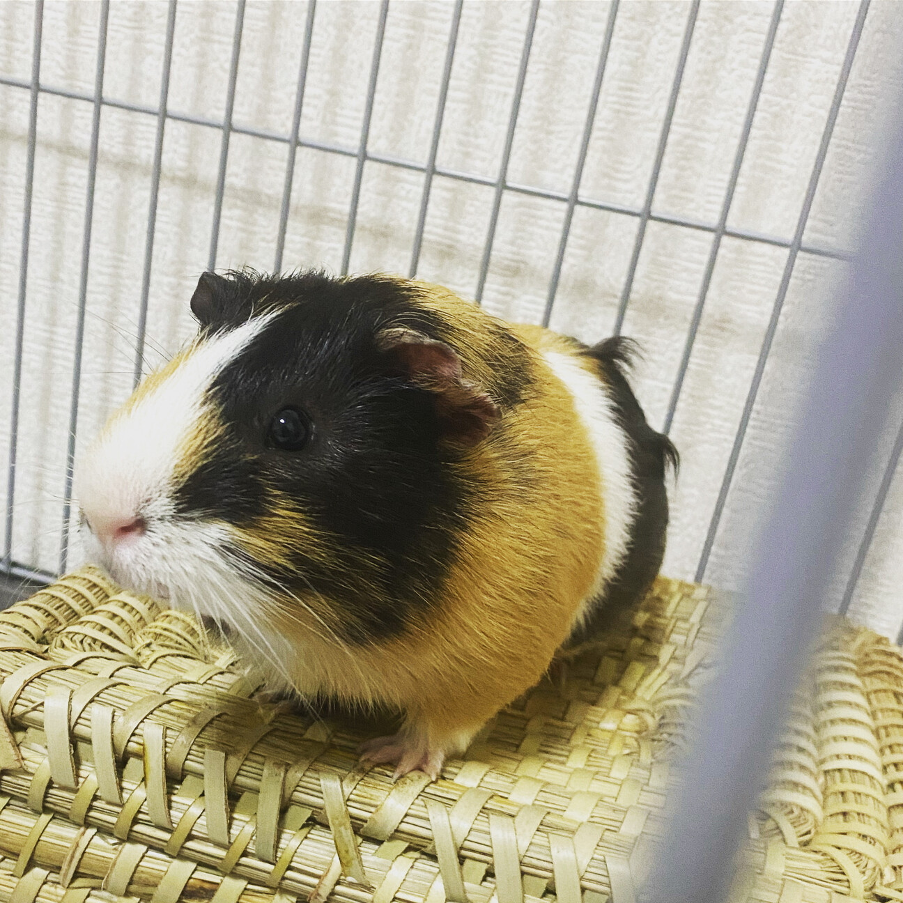 「急募!!モルモット里親様募集中」埼玉県 - 小動物の里親募集(463557) :: ペットのおうち【里親決定25万頭！】