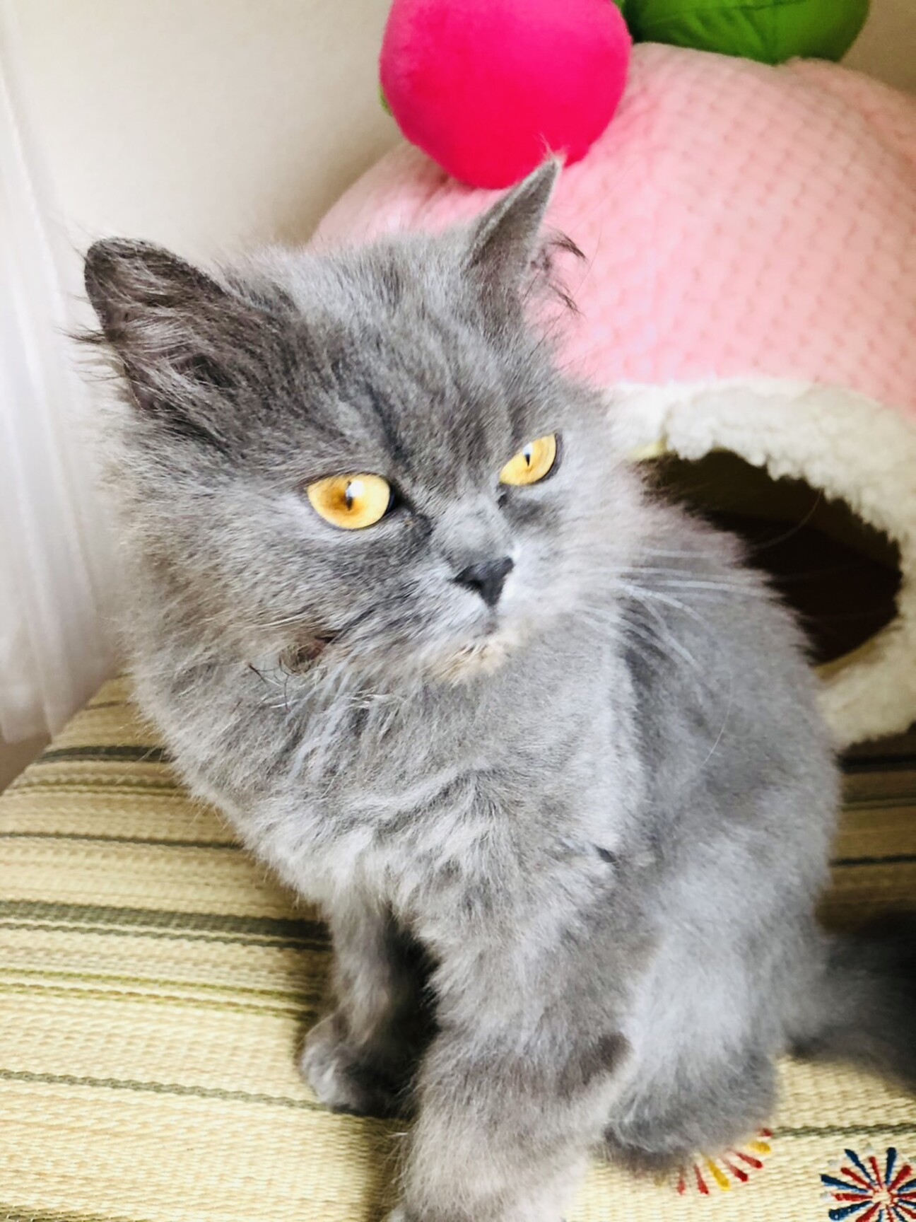 「ブリティッシュロングヘア...」愛知県 - 猫の里親募集(450595) :: ペットのおうち【里親決定25万頭！】