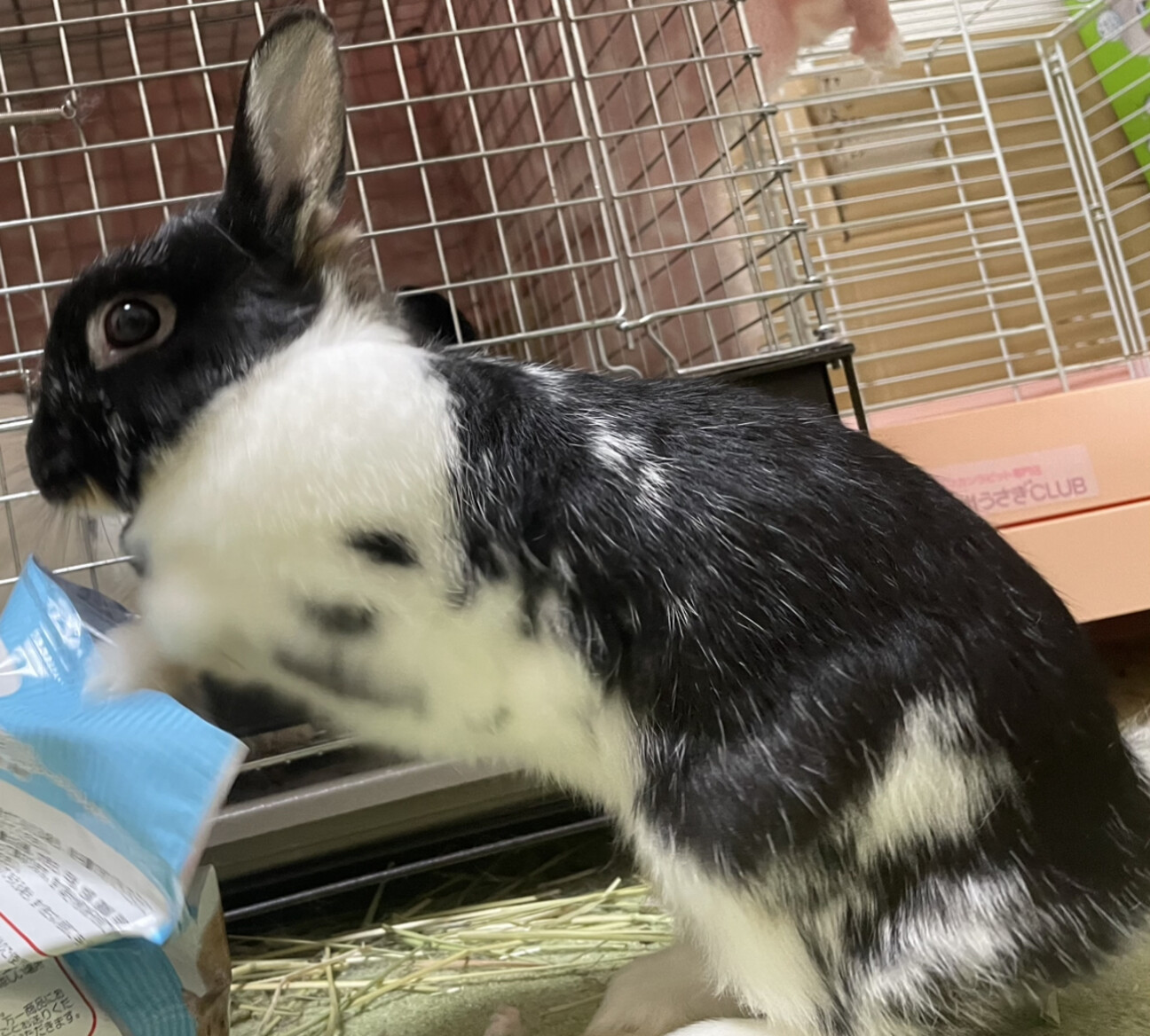 ミニウサギ・メス】白黒...」静岡県 - 小動物の里親募集(463947) :: ペットのおうち【里親決定28万頭！】