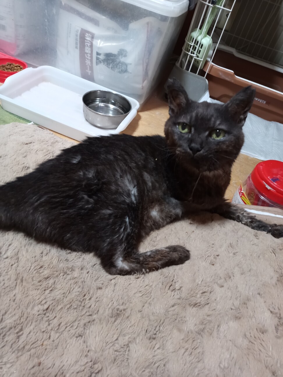 「たま病院」（アントンままのペットログ #40822） :: ペットのおうち【里親決定28万頭！】