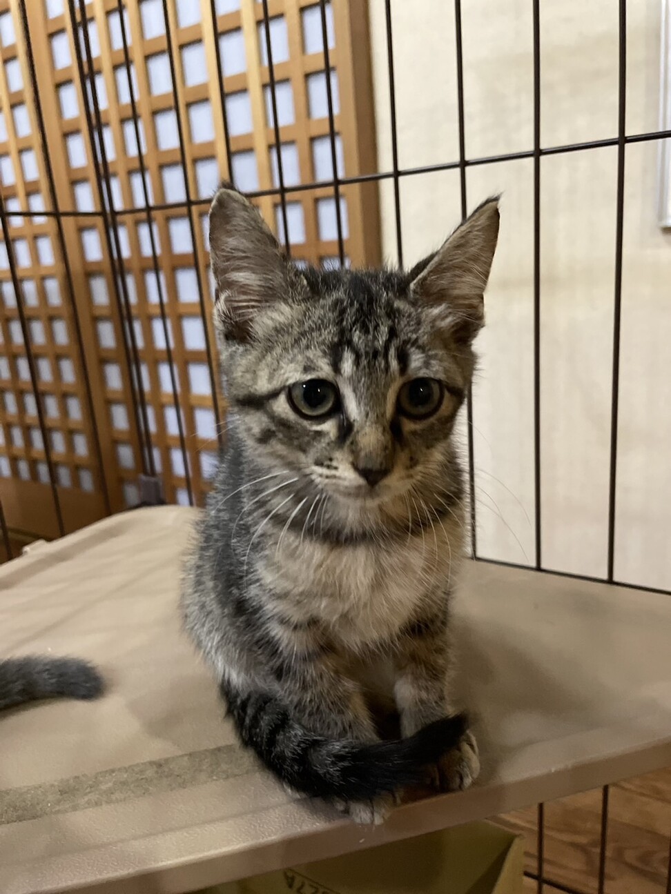 「こんなにタレ目！優しさが...」千葉県 - 猫の里親募集(464626) :: ペットのおうち【里親決定25万頭！】