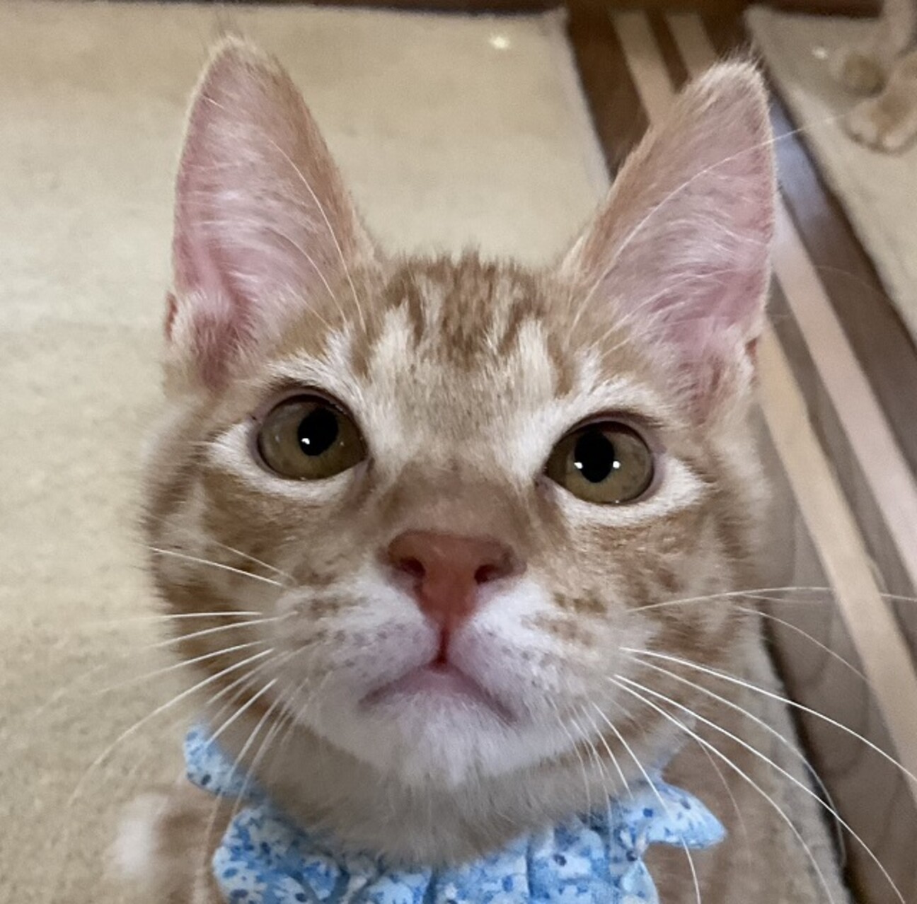 「元気で活発、やんちゃ坊主...」千葉県 - 猫の里親募集(465062) :: ペットのおうち【里親決定25万頭！】