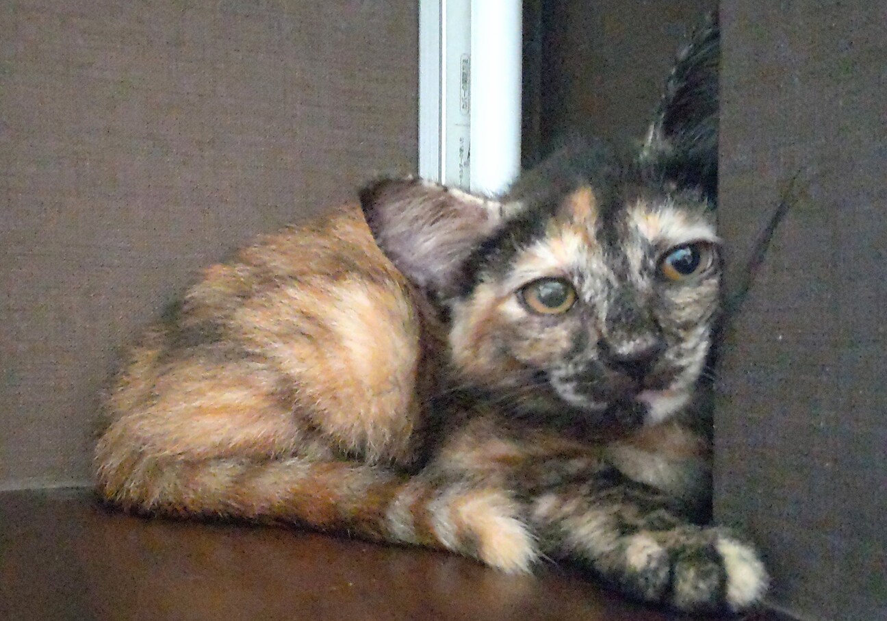 「甘え下手なサビ猫 まだら...」千葉県 - 猫の里親募集(465916) :: ペットのおうち【里親決定25万頭！】