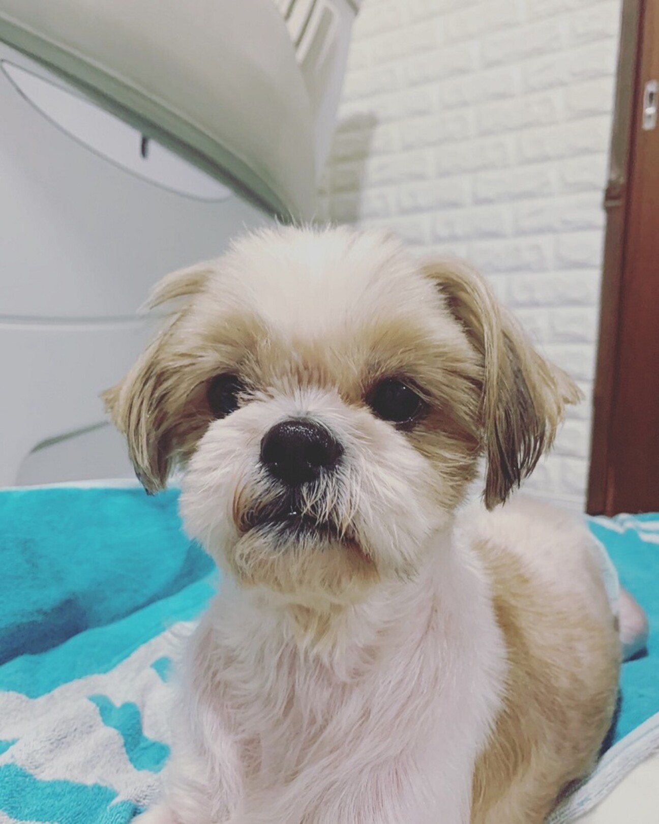 「シーズー 詩（らら）ちゃ...」福岡県 - 犬の里親募集(466328) 2枚目の画像 :: ペットのおうち【里親決定25万頭！】