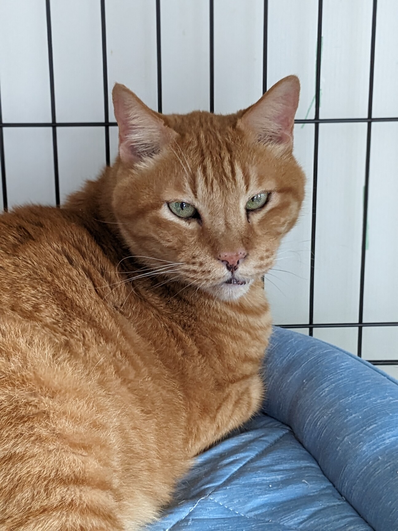 「大柄な体に優しい性格♡テ...」兵庫県 - 猫の里親募集(464648) :: ペットのおうち【里親決定28万頭！】