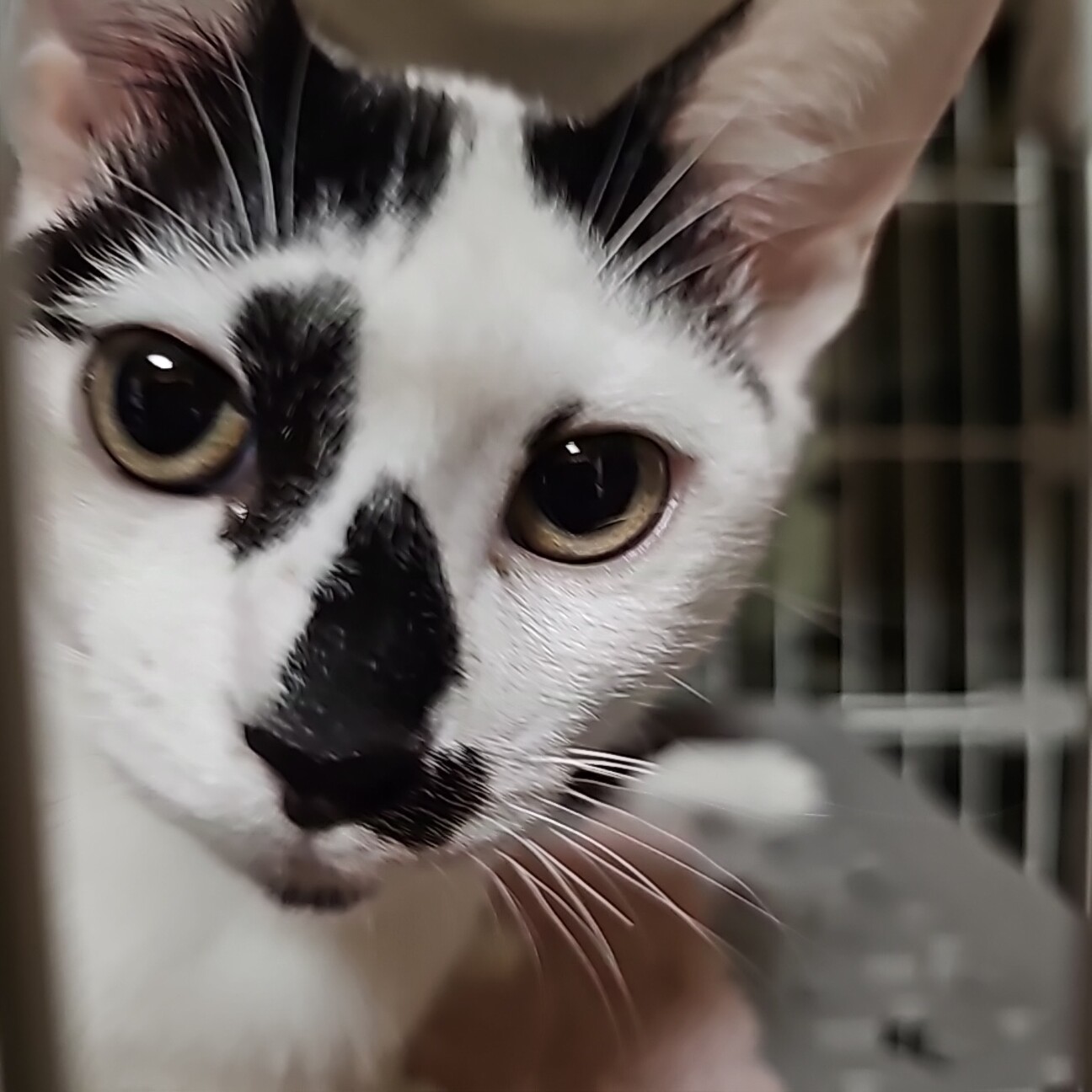 「2023年3月生まれの元...」福岡県 - 猫の里親募集(467078) :: ペットのおうち【里親決定25万頭！】