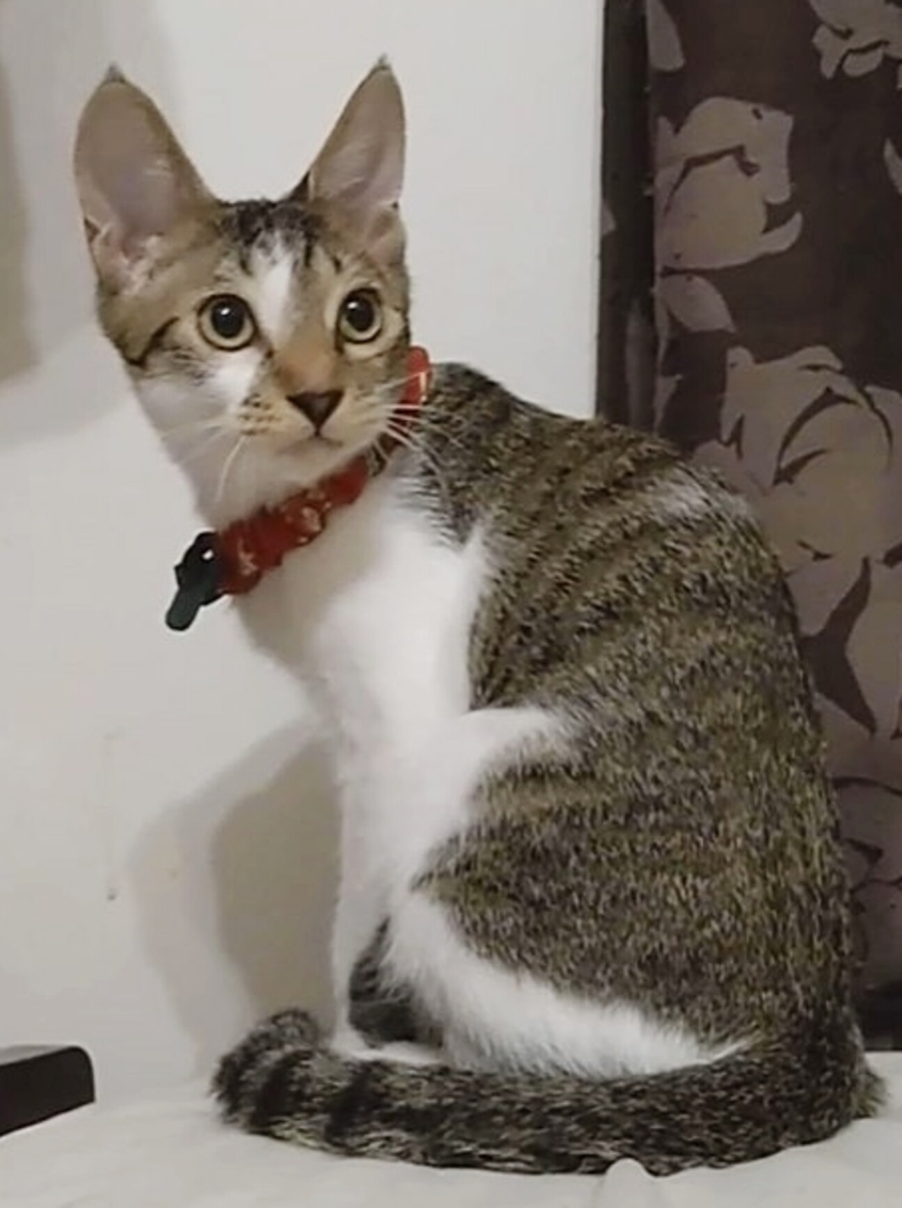 「可愛い～ ️キジ白ちゃん...」埼玉県 - 猫の里親募集(465186) :: ペットのおうち【里親決定29万頭！】