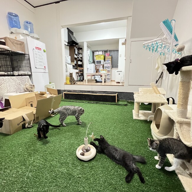 保護猫シェルター ねこの里LEGARE :: ペットのおうち【里親決定25万頭！】