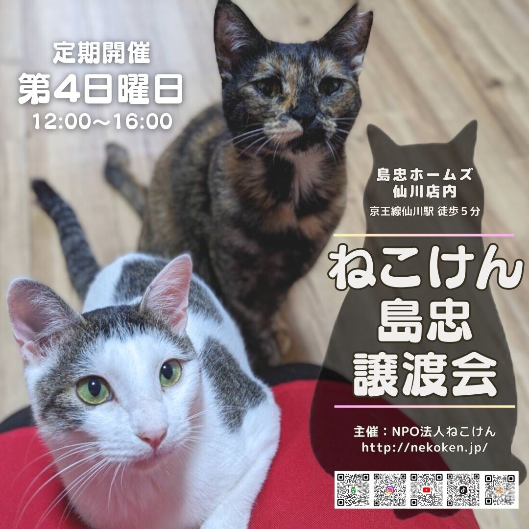島忠ホームズ仙川店]ね...」（NPO法人ねこけんのイベント #19804） :: ペットのおうち【里親決定29万頭！】