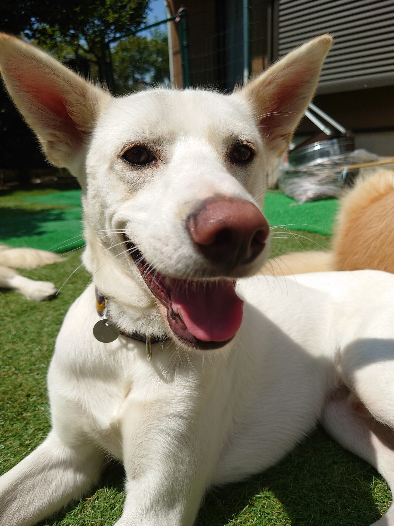 「人懐こく元気な男の子」神奈川県 - 犬の里親募集(454187) :: ペットのおうち【里親決定25万頭！】