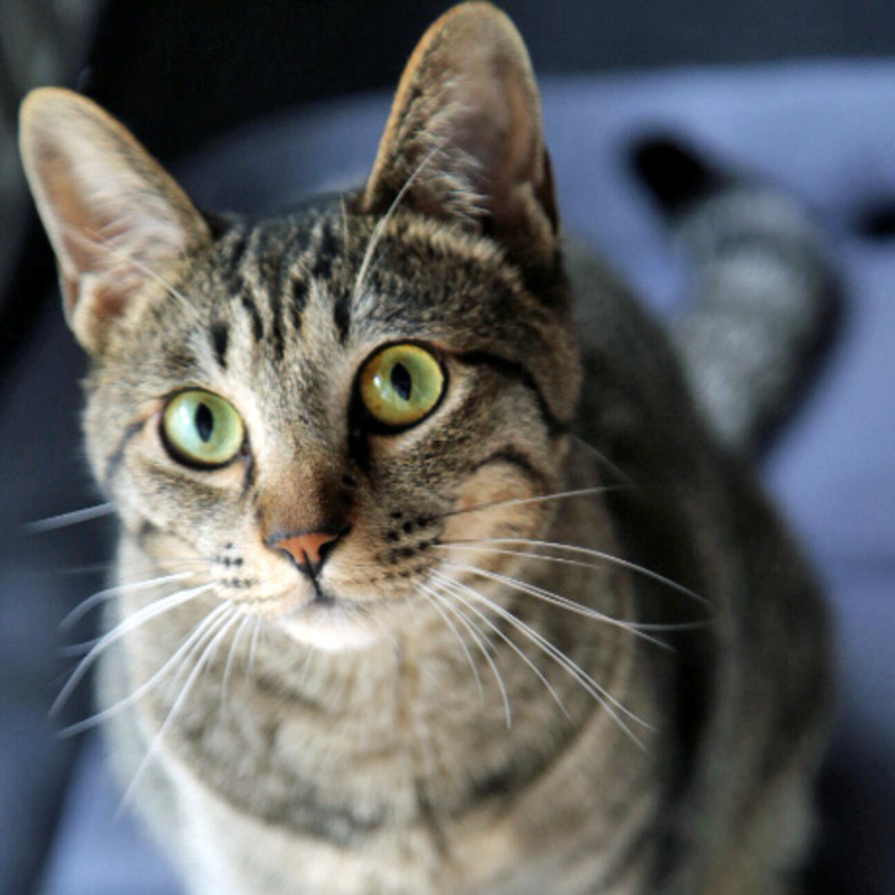 「地味～に甘える性格ハナマ...」千葉県 - 猫の里親募集(467982) :: ペットのおうち【里親決定28万頭！】