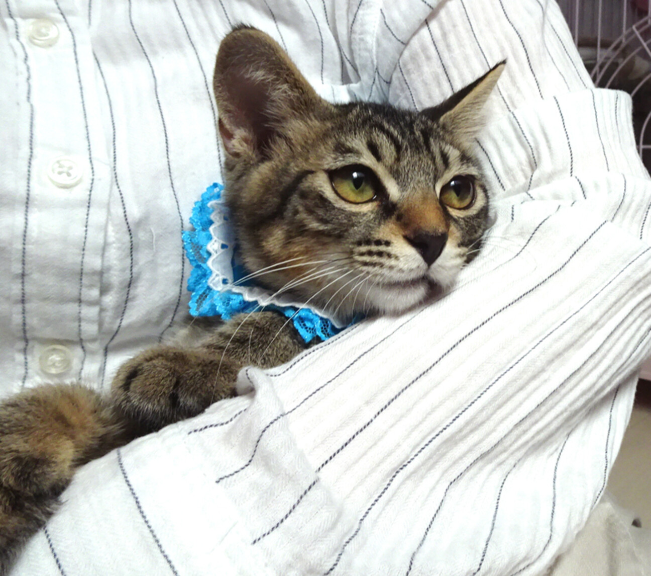 「きれいなキジ♪慣れると抱...」東京都 - 猫の里親募集(467971) :: ペットのおうち【里親決定25万頭！】