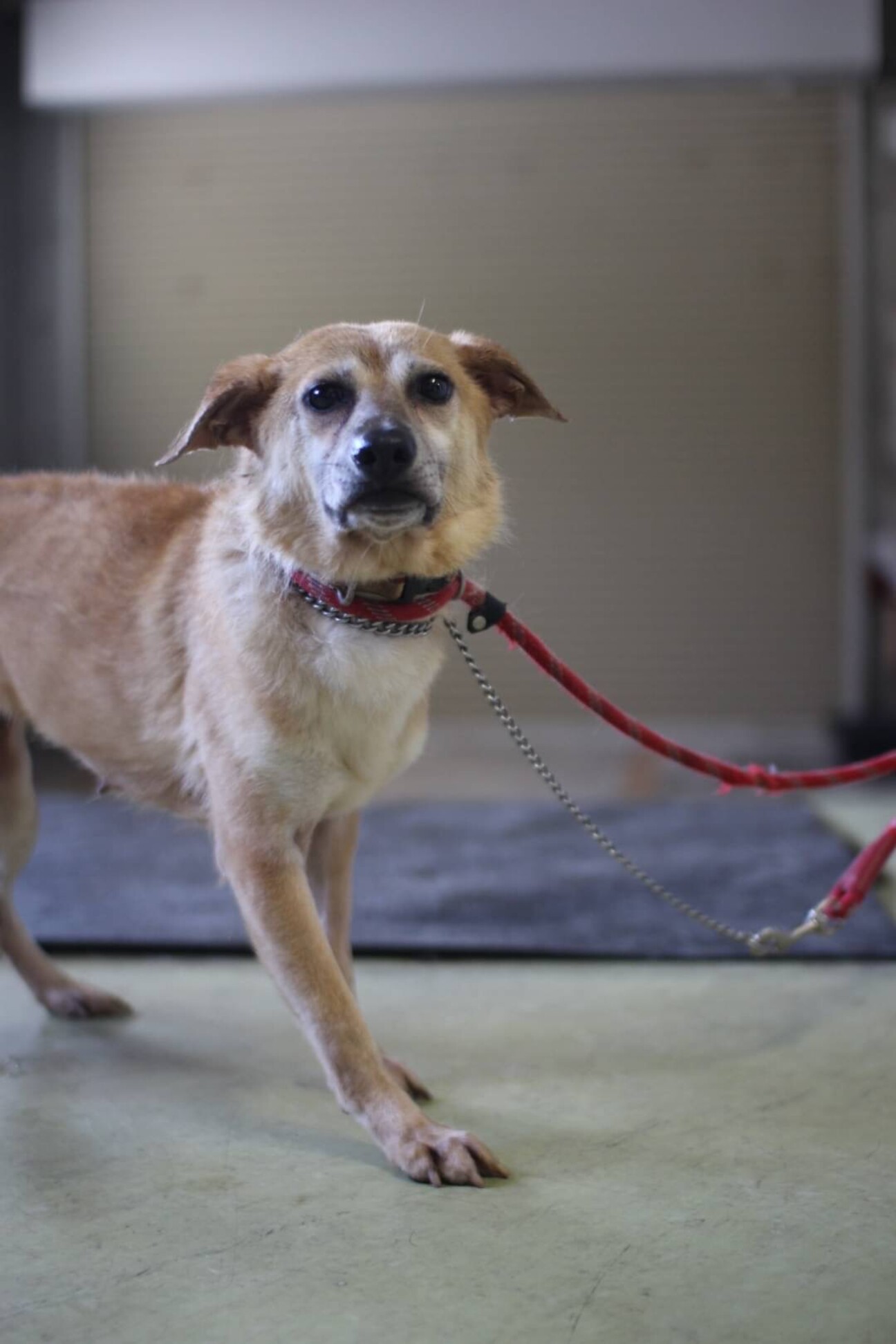 「穏やかな【ちゅら】ちゃん」岡山県 - 犬の里親募集(468208) :: ペットのおうち【里親決定25万頭！】