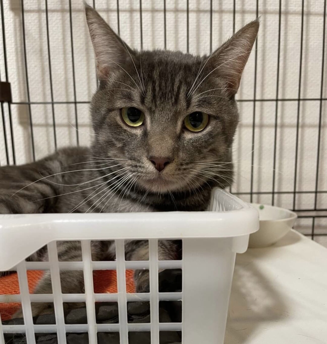 「人も猫も好きな甘えん坊★...」千葉県 - 猫の里親募集(468207) :: ペットのおうち【里親決定25万頭！】