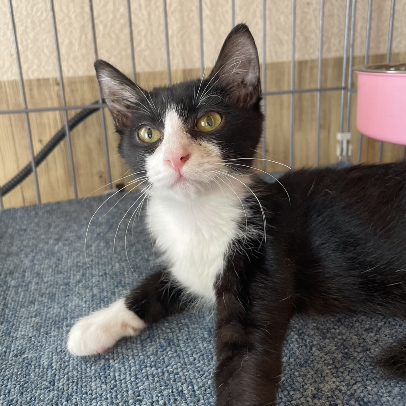 「麻痺から奇跡の回復！がん...」奈良県 - 猫の里親募集(470327) 5枚目の画像 :: ペットのおうち【里親決定25万頭！】