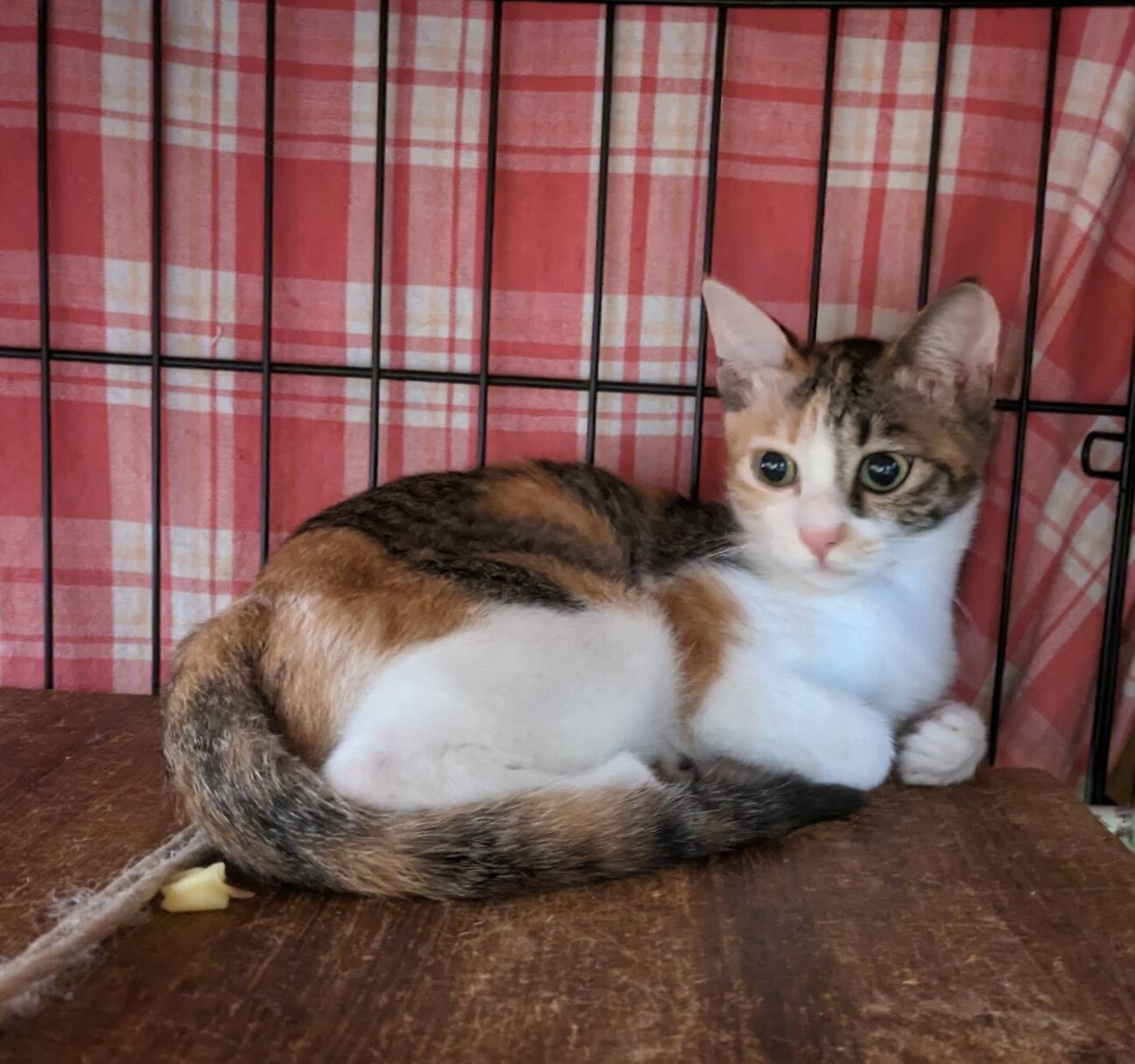 「猫かぶっていた、お転婆ララ」東京都 - 猫の里親募集(470586) :: ペットのおうち【里親決定29万頭！】