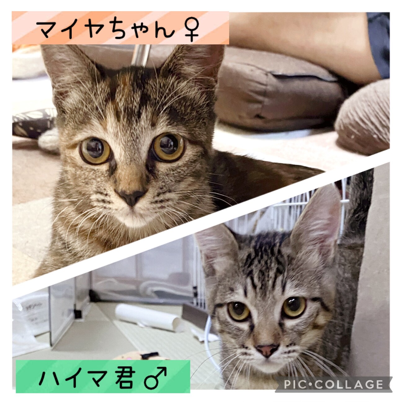 「保護猫譲渡会@碧南市」（高浜市地域ねこの会のイベント #20129） :: ペットのおうち【里親決定29万頭！】