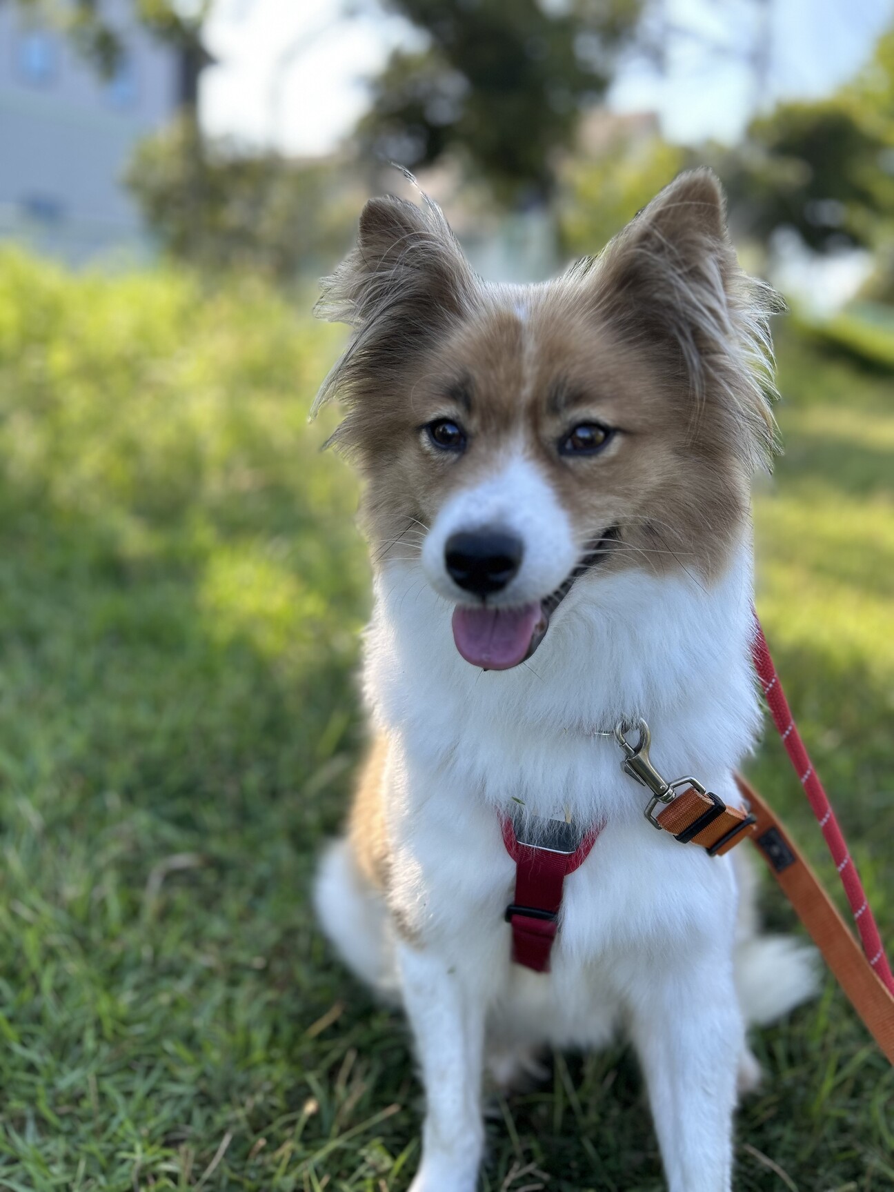 「耳の毛がチャームポイント...」奈良県 - 犬の里親募集(471172) 3枚目の画像 :: ペットのおうち【里親決定25万頭！】