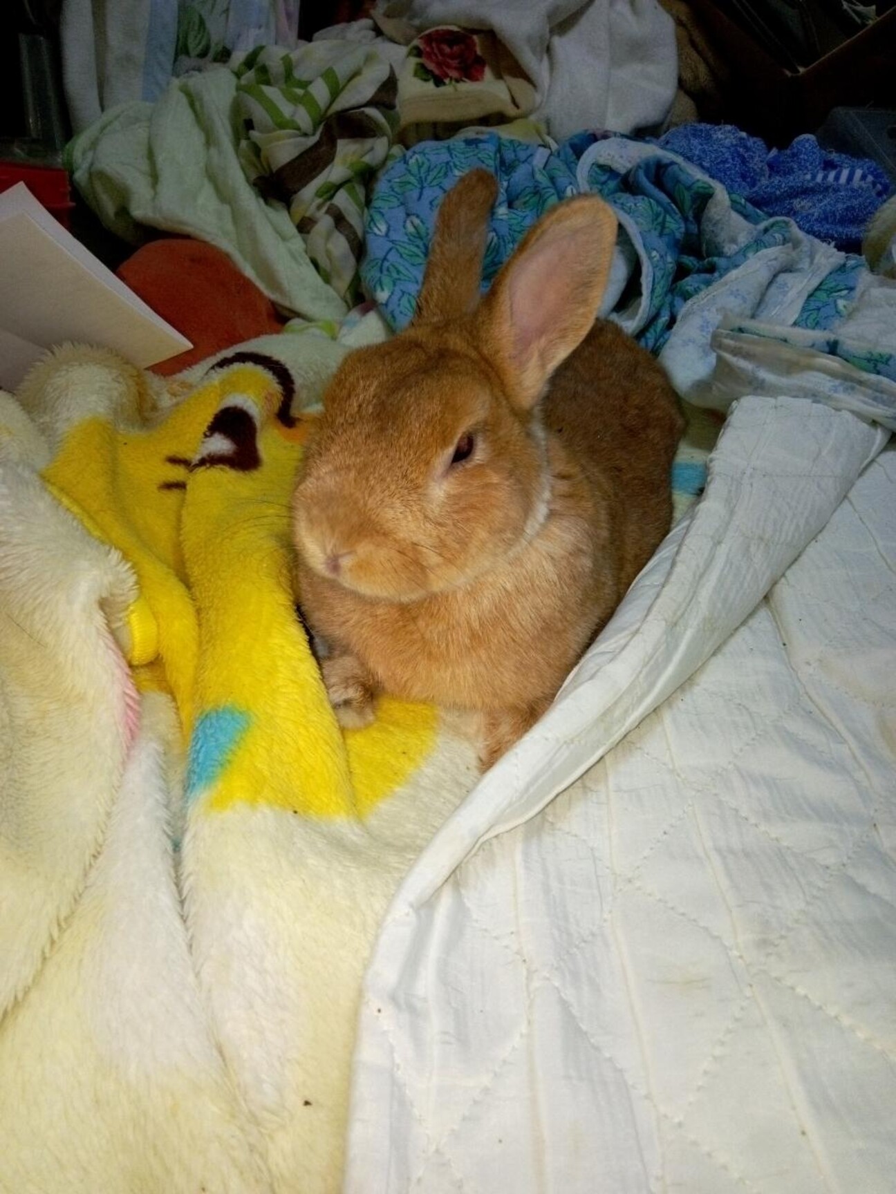里親決定】なでなで大好...」青森県 - 小動物の里親募集(465164) :: ペットのおうち【里親決定29万頭！】
