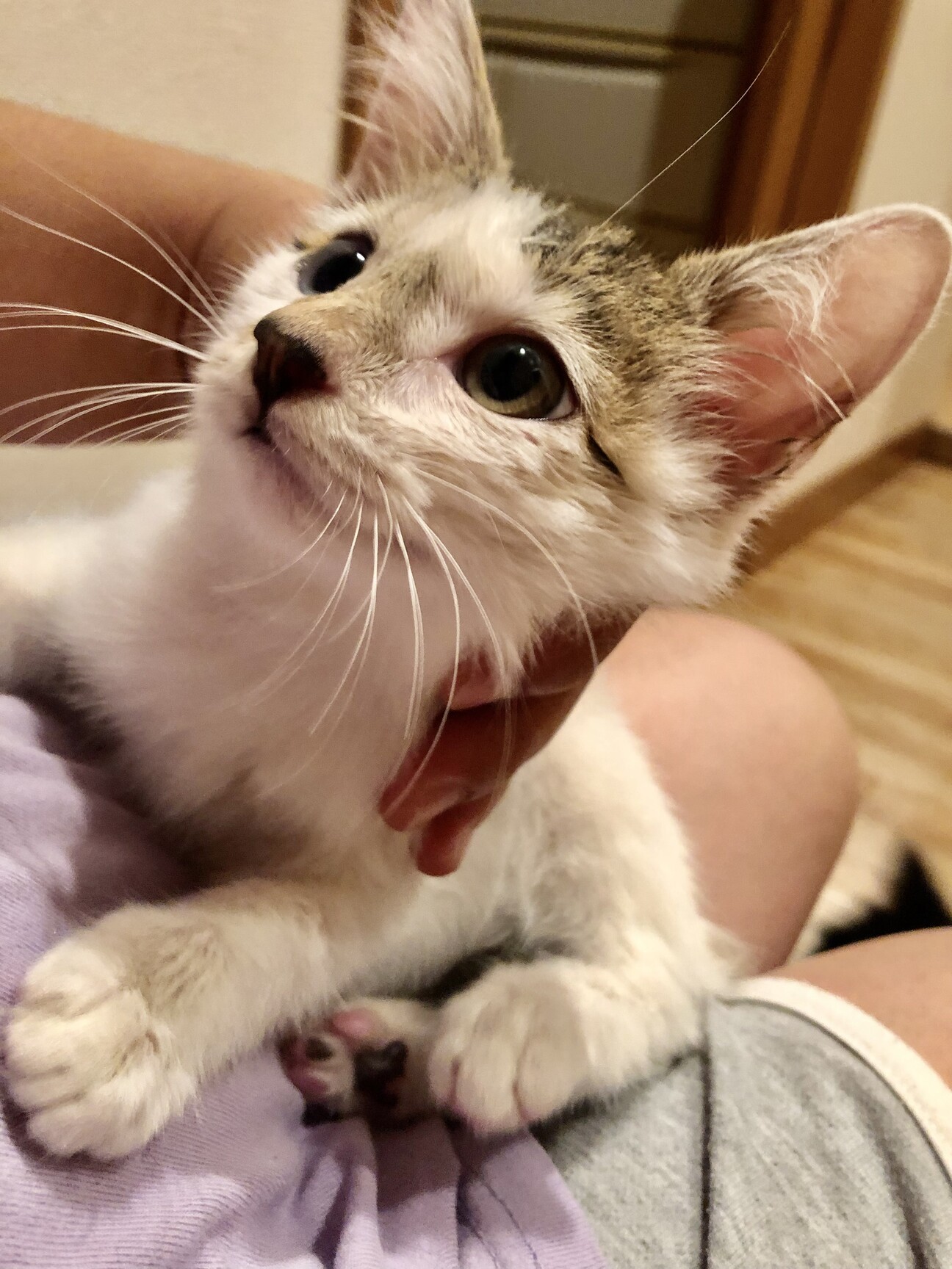 「ありがとうございました★...」山口県 - 猫の里親募集(471965) :: ペットのおうち【里親決定28万頭！】