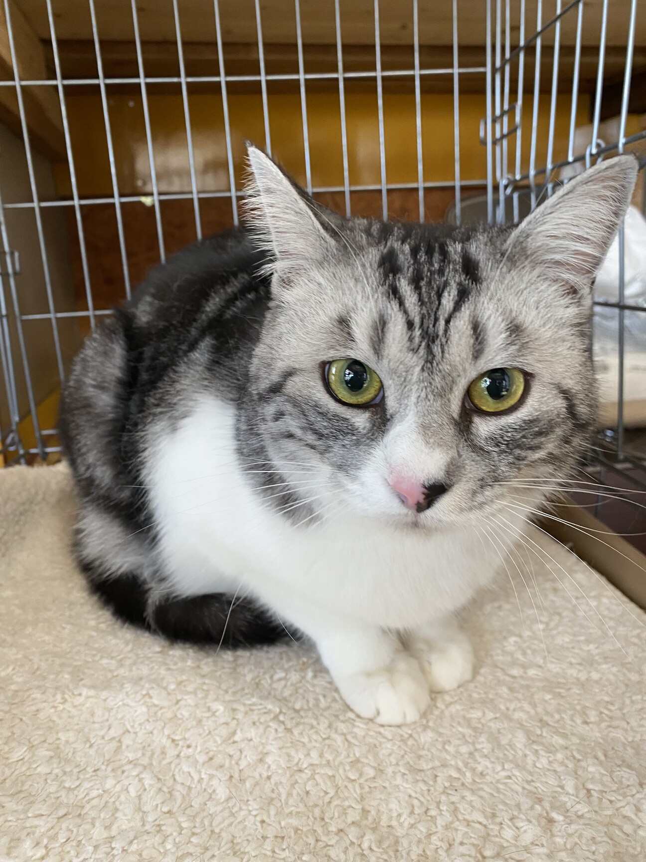 「♦︎おおきなサミーくん♦︎」茨城県 - 猫の里親募集(472024) :: ペットのおうち【里親決定29万頭！】