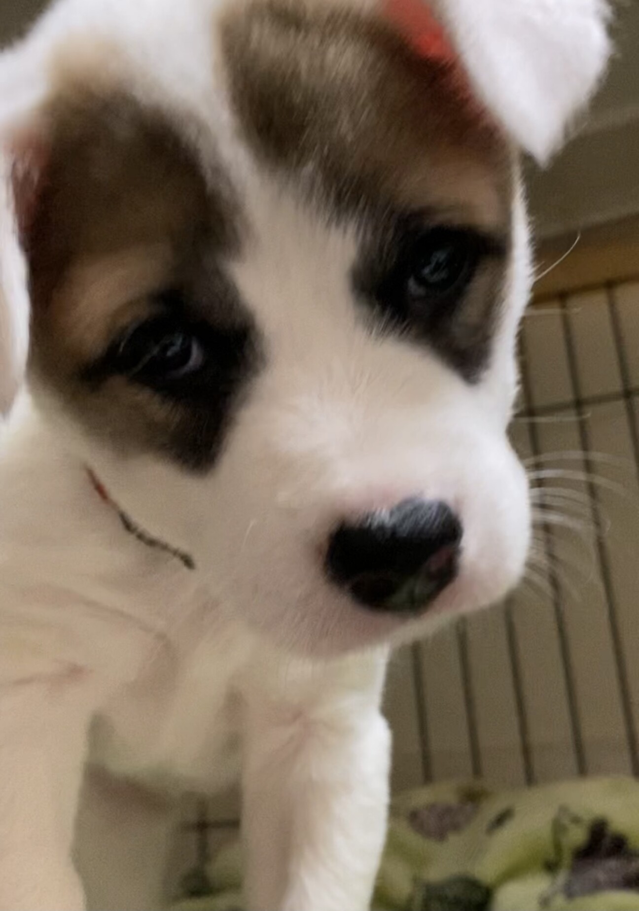 「2ヶ月 ♀ ずっとのおう...」東京都 - 犬の里親募集(472168) :: ペットのおうち【里親決定25万頭！】