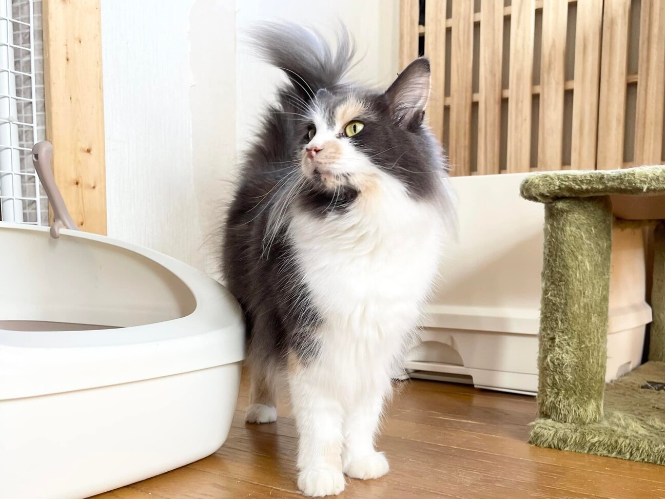 「ダイリュートキャリコの女...」福岡県 - 猫の里親募集(469695) :: ペットのおうち【里親決定25万頭！】