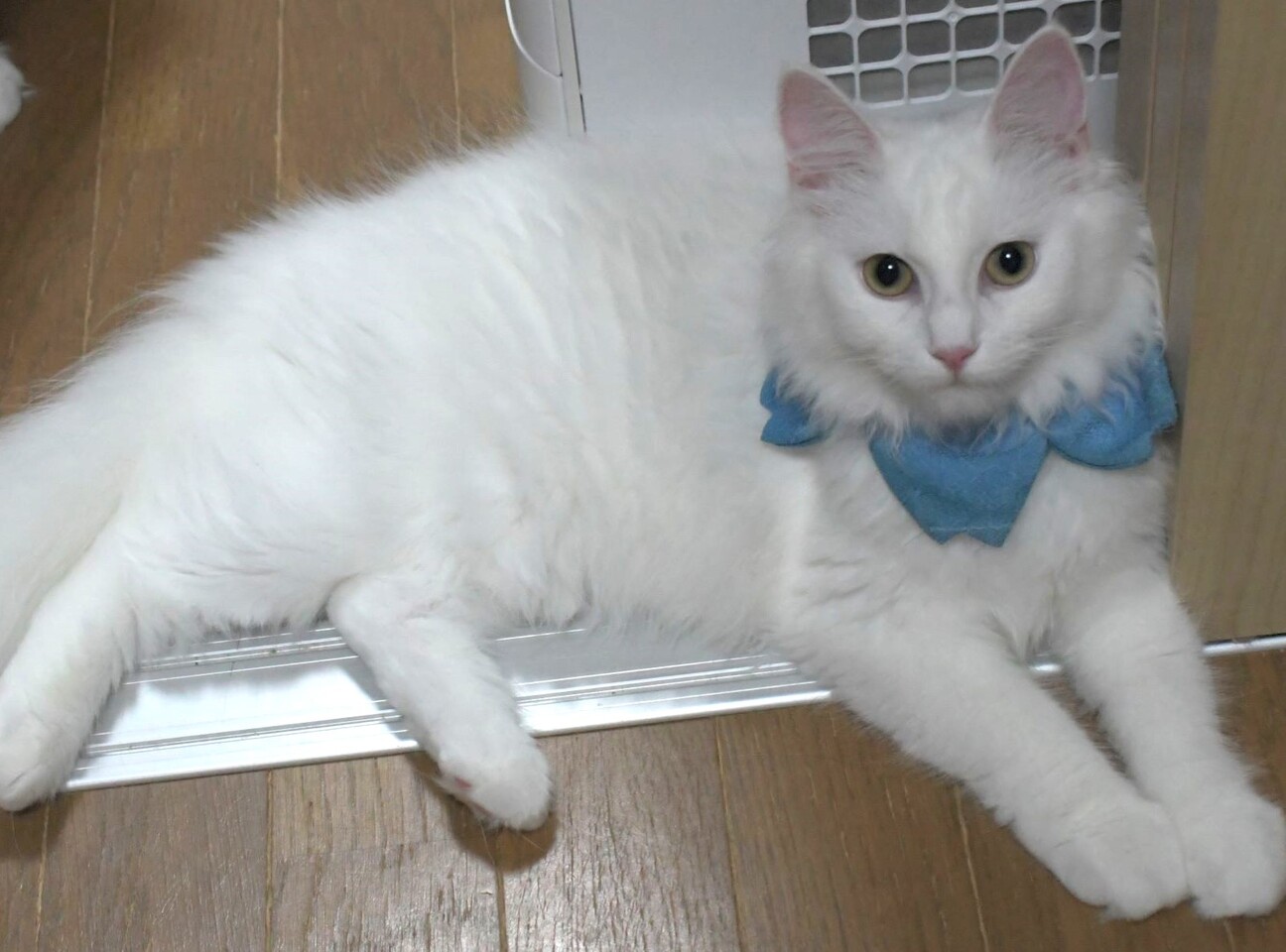 「純粋ノルウェージャン1歳女の子」茨城県 - 猫の里親募集(473077) :: ペットのおうち【里親決定28万頭！】