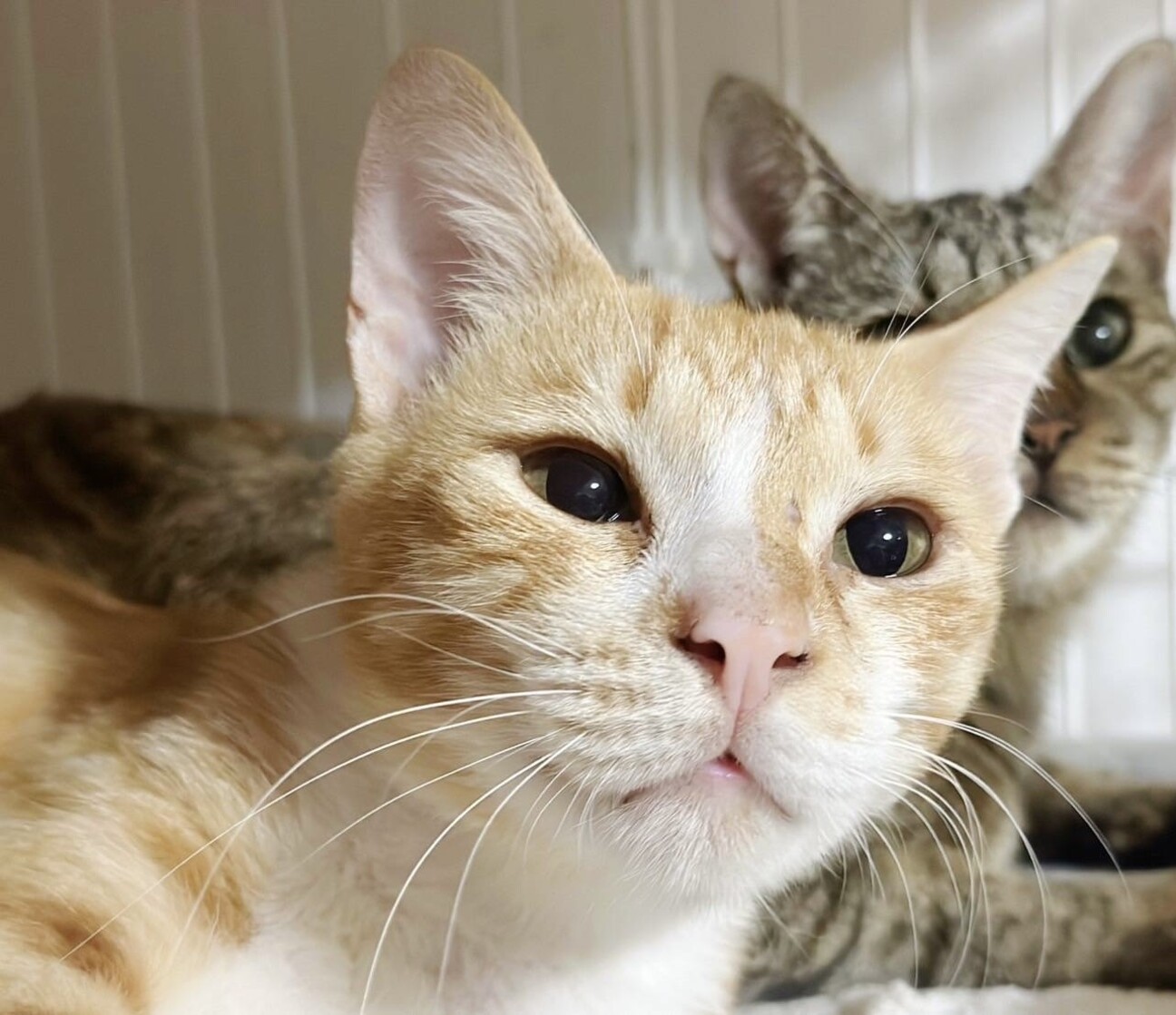 ちゃかもり】甘えん坊で...」神奈川県 - 猫の里親募集(473605) :: ペットのおうち【里親決定27万頭！】