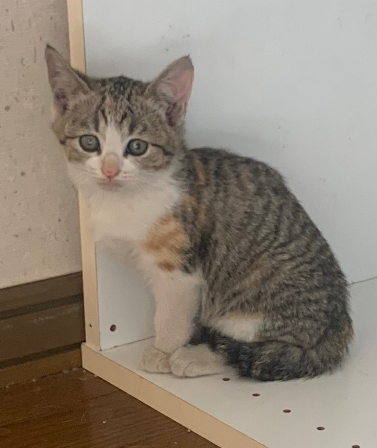 「1.5ヶ月子猫、里親募集中」青森県 - 猫の里親募集(474355) :: ペットのおうち【里親決定25万頭！】