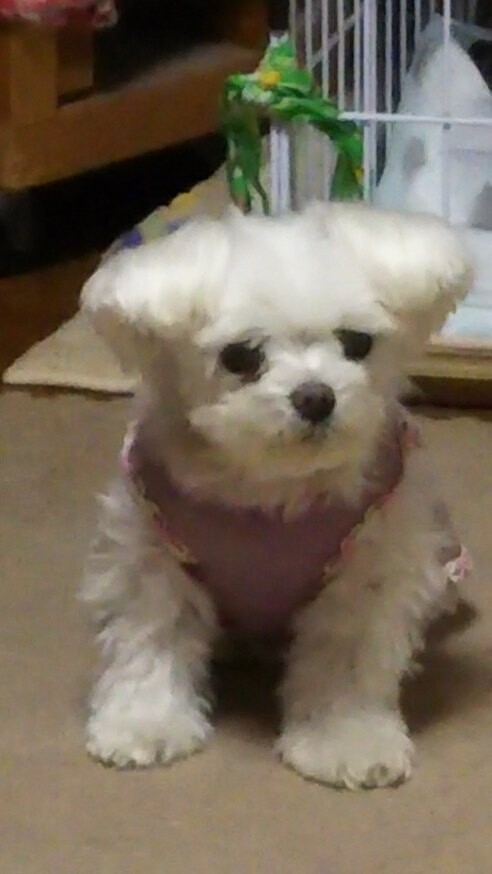 リリー（マルチーズ） :: ペットのおうち【里親決定25万頭！】