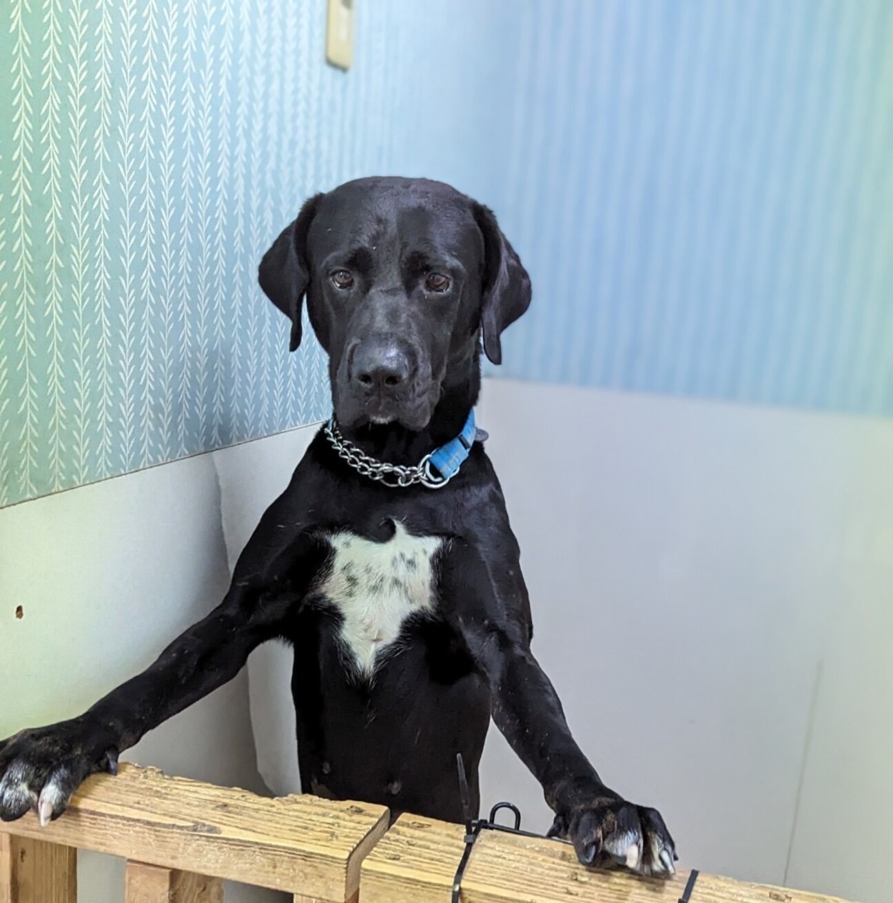 「お転婆な女の子 おはぎちゃん」千葉県 - 犬の里親募集(474677) :: ペットのおうち【里親決定25万頭！】