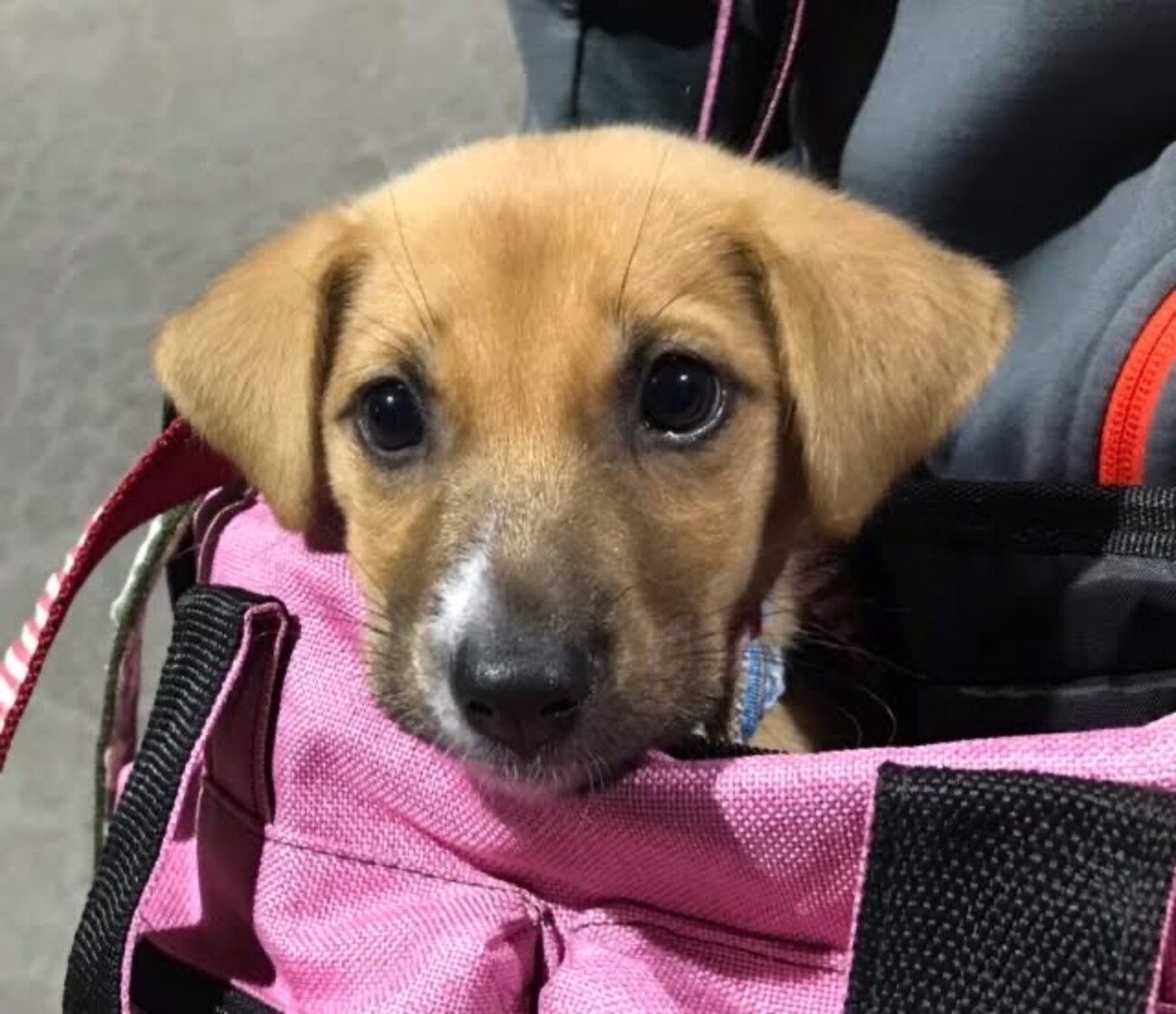 「まみ 女の子」神奈川県 - 犬の里親募集(474891) 6枚目の画像 :: ペットのおうち【里親決定25万頭！】