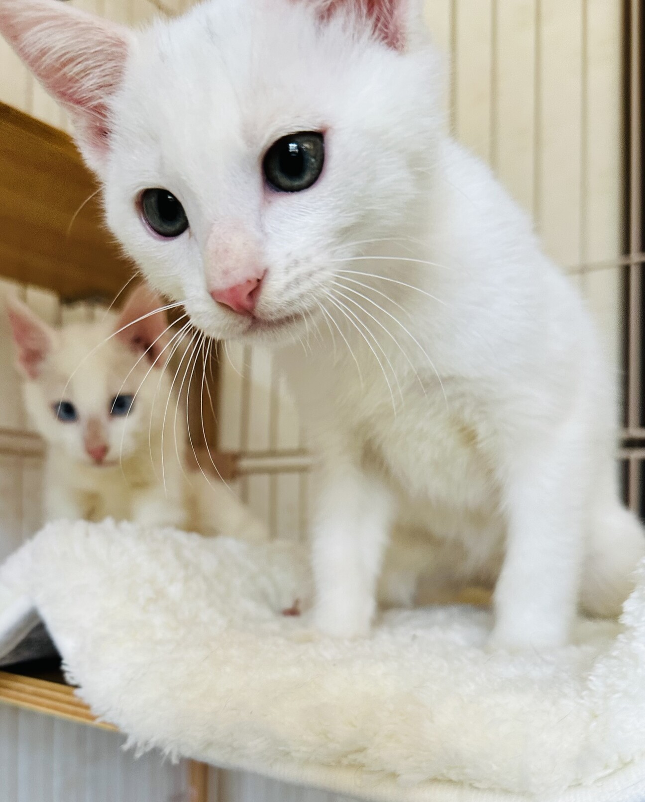 「可愛い可愛いホワイトキャット！」徳島県 - 猫の里親募集(474904) :: ペットのおうち【里親決定25万頭！】
