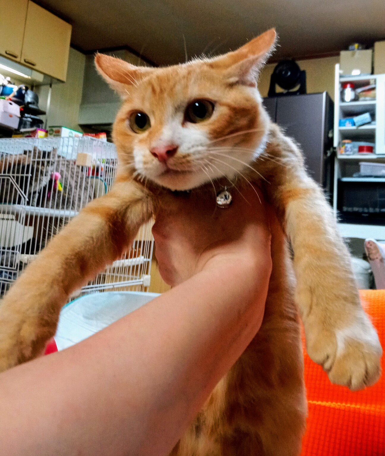 「譲渡決定しました ️めっ...」福岡県 - 猫の里親募集(475286) :: ペットのおうち【里親決定25万頭！】